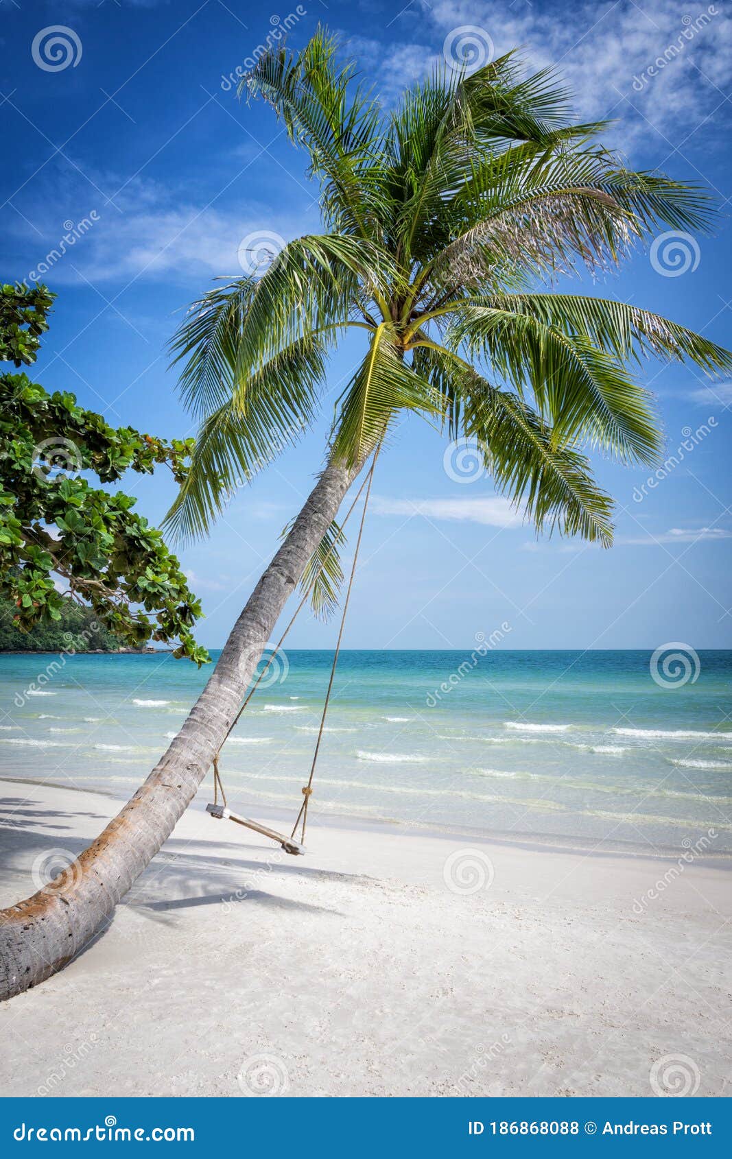 Lonely Palm Tree with Rope Swing on White Beach Stock Photo - Image of ...