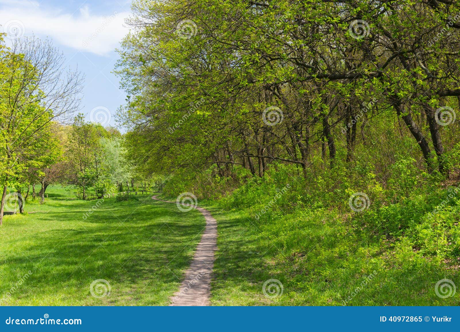 Lonely Path In Forest Royalty-Free Stock Photography | CartoonDealer ...