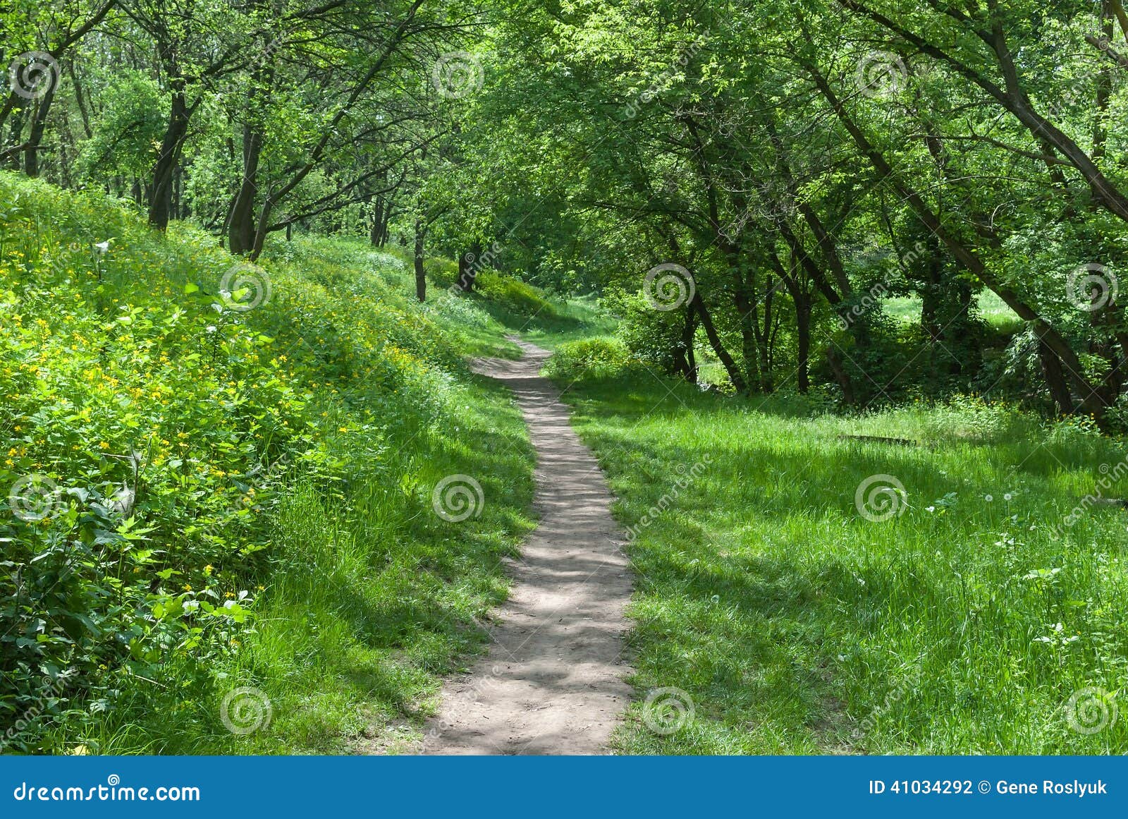 Lonely Path In Forest Royalty-Free Stock Photography | CartoonDealer ...