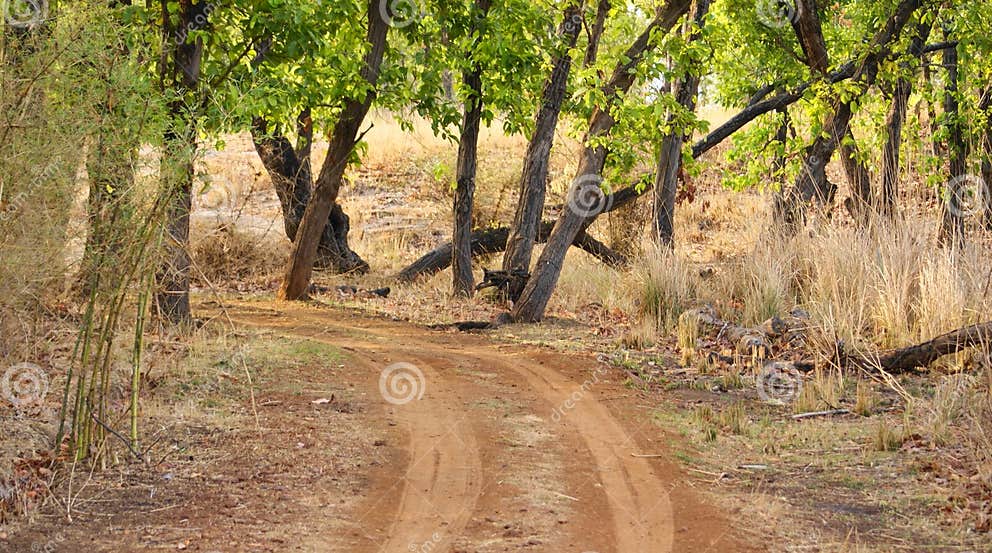 Lonely path in jungle stock image. Image of road, asia - 9409945