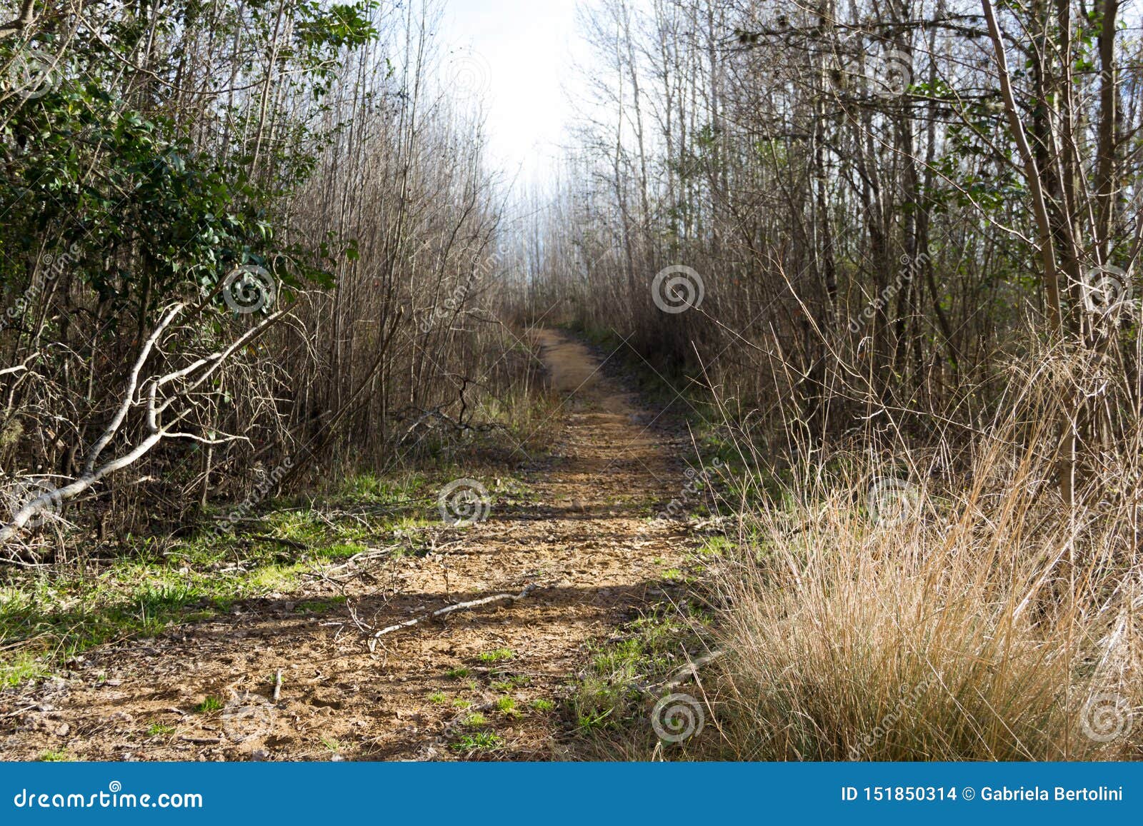 The Lonely Path Stock Image | CartoonDealer.com #118982899