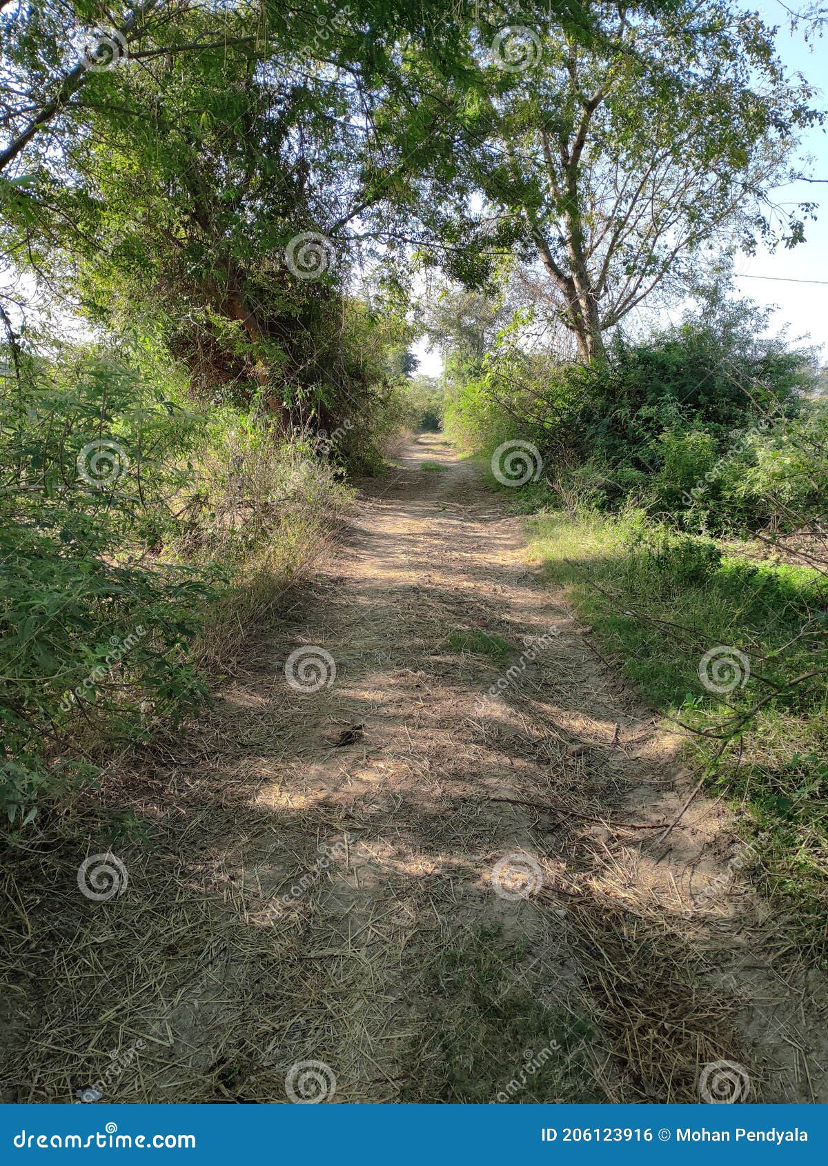 Lonely Pathway Claiming Nature Noroad Walking Way Far Away Green Path ...