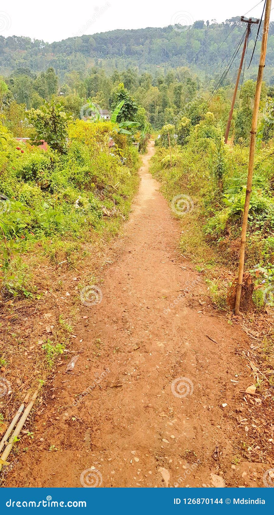Lonely Pathway and Dense Forest Stock Photo - Image of naturalistic ...