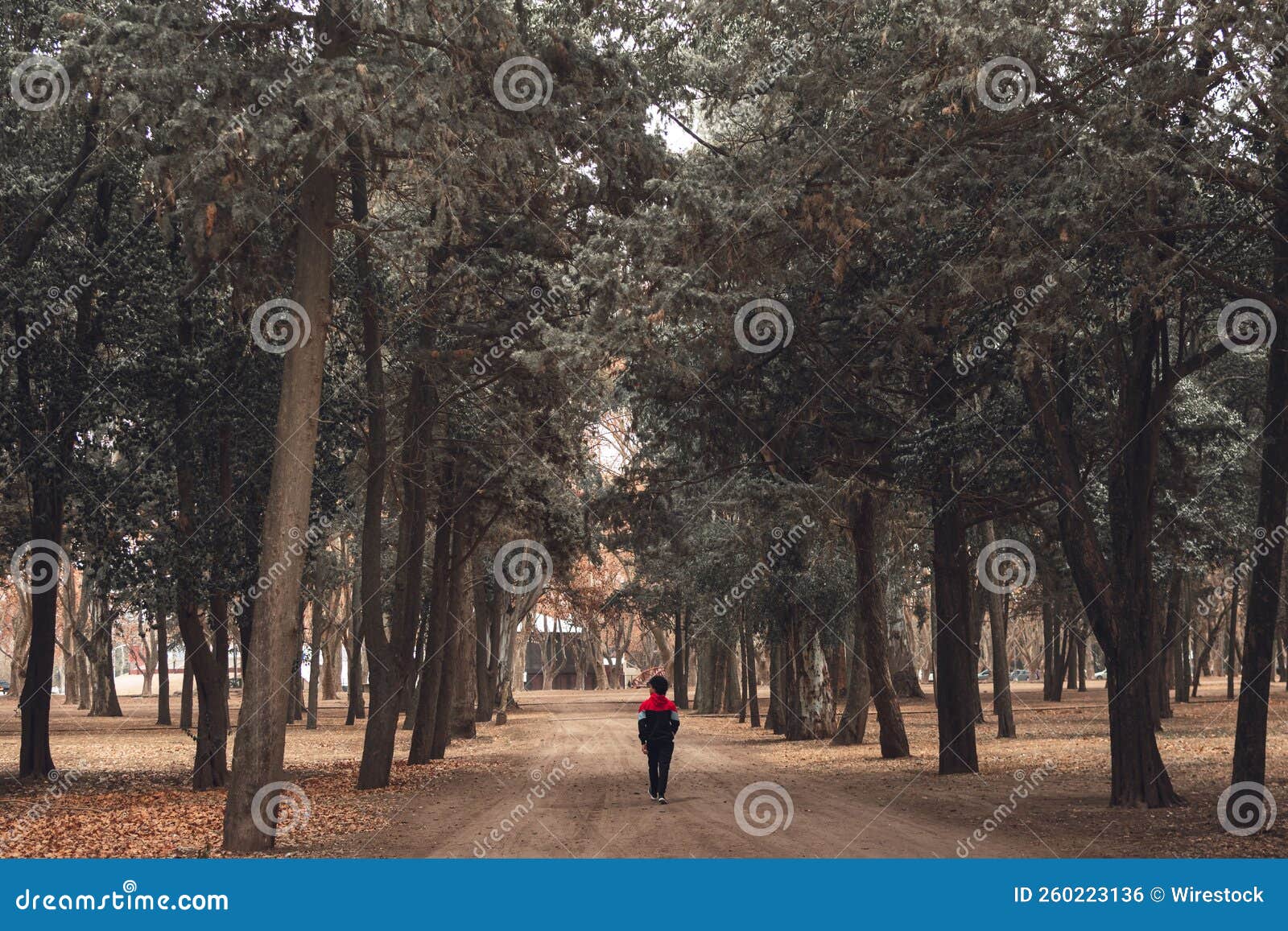 Lonely Person Walking on Long Pathway through the Deciduous Park Stock ...