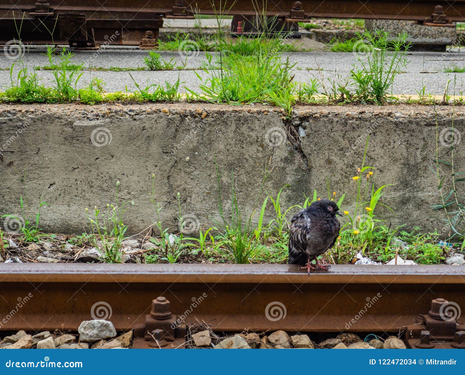 Pigeon Standing on Train Rail Stock Photo - Image of railroad, empty ...