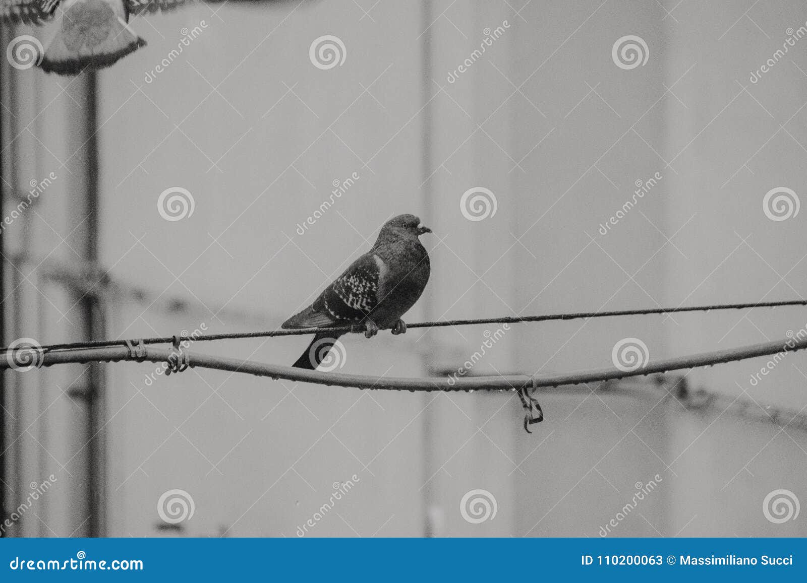 Lonely Pigeon Waiting for Breakfast Stock Image - Image of lonely ...