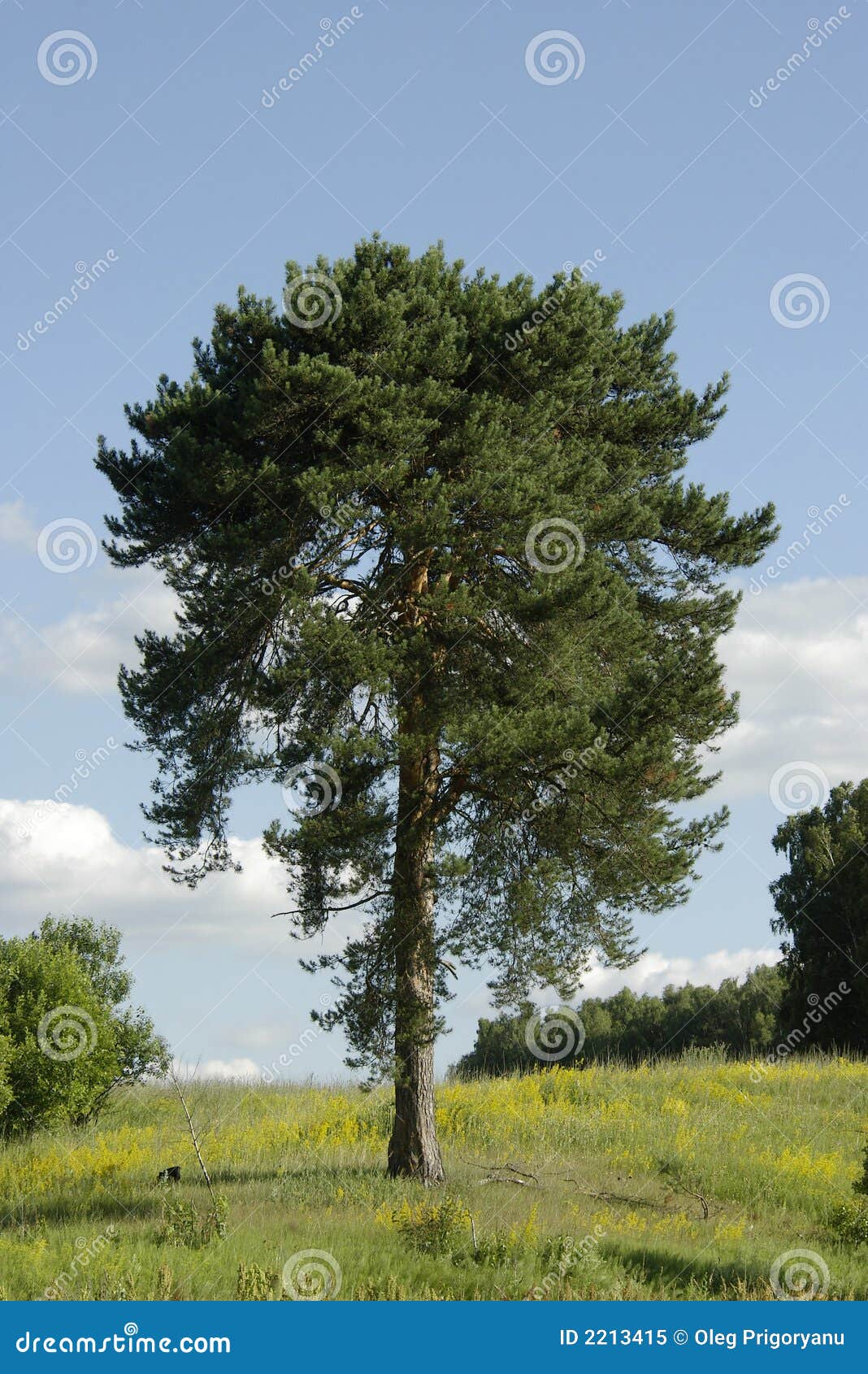 Lonely pine stock image. Image of green, scenics, design - 2213415