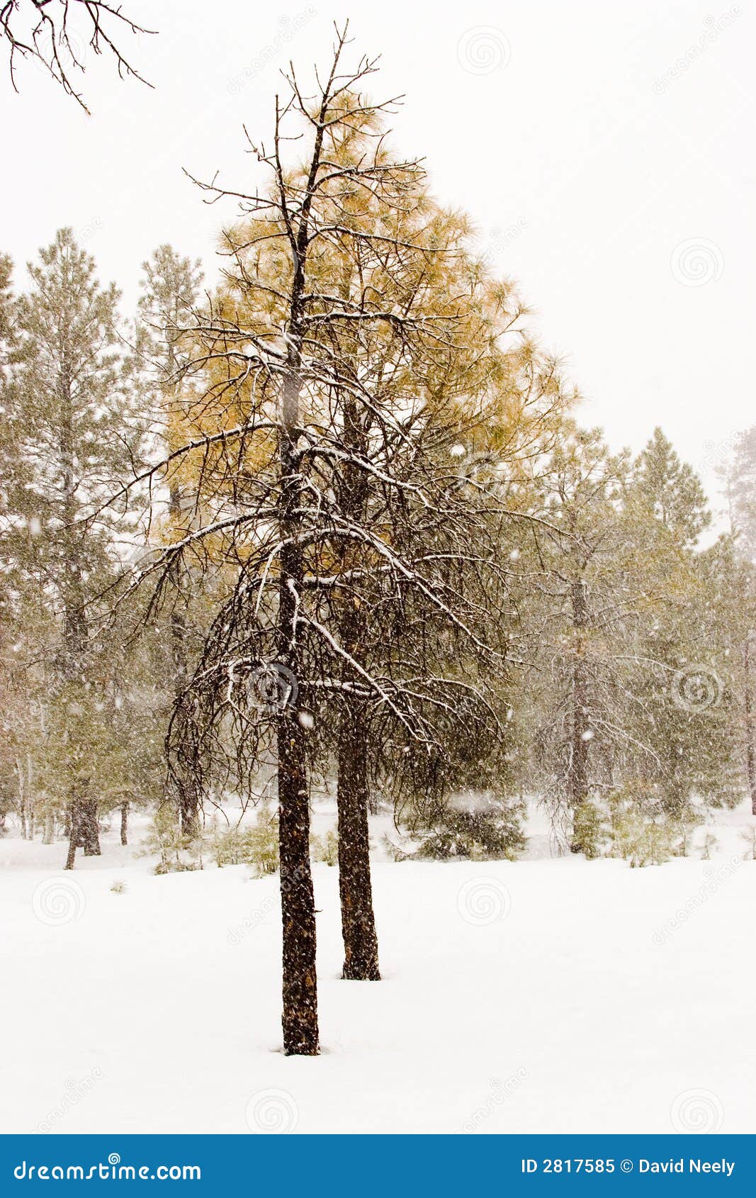 Lonely pine stock image. Image of storm, pine, plant, trees - 2817585