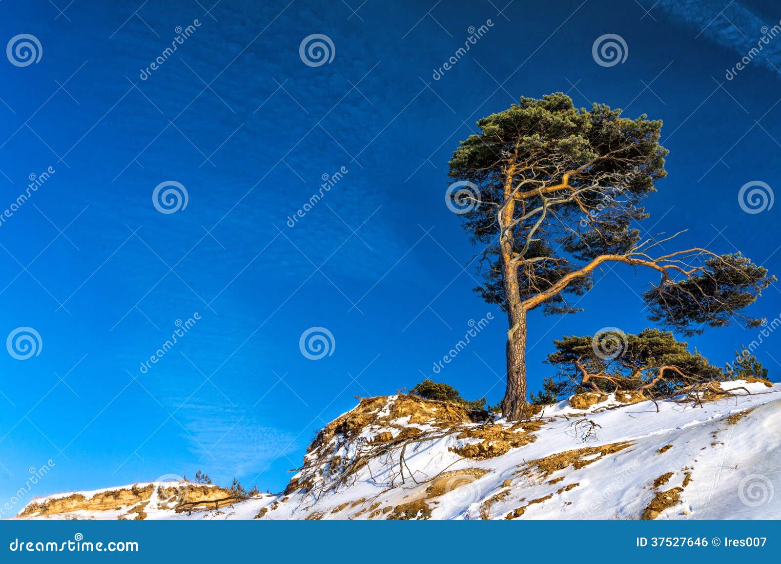 Lonely pine stock photo. Image of beautiful, freedom - 37527646