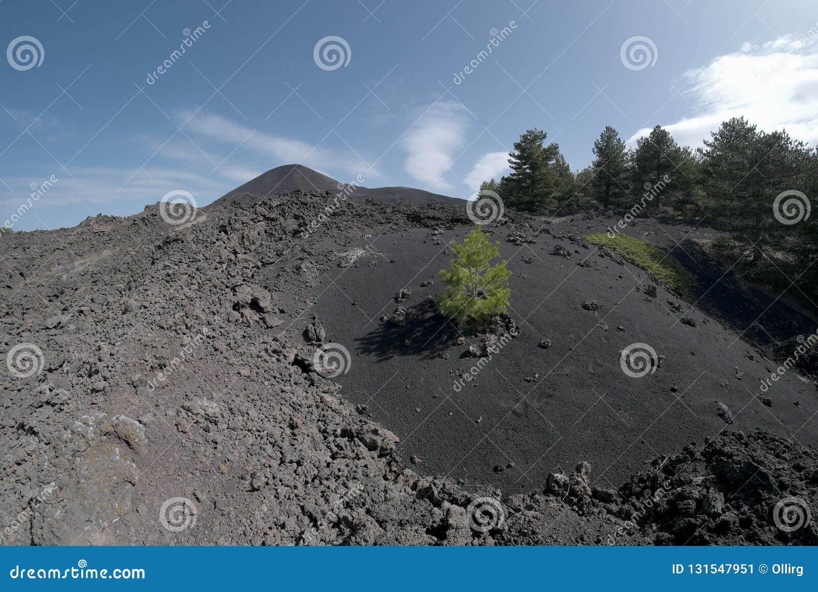Lonely Pine Sapling Colonize Volcanic Ash of Cinder Cone in Etna Park ...