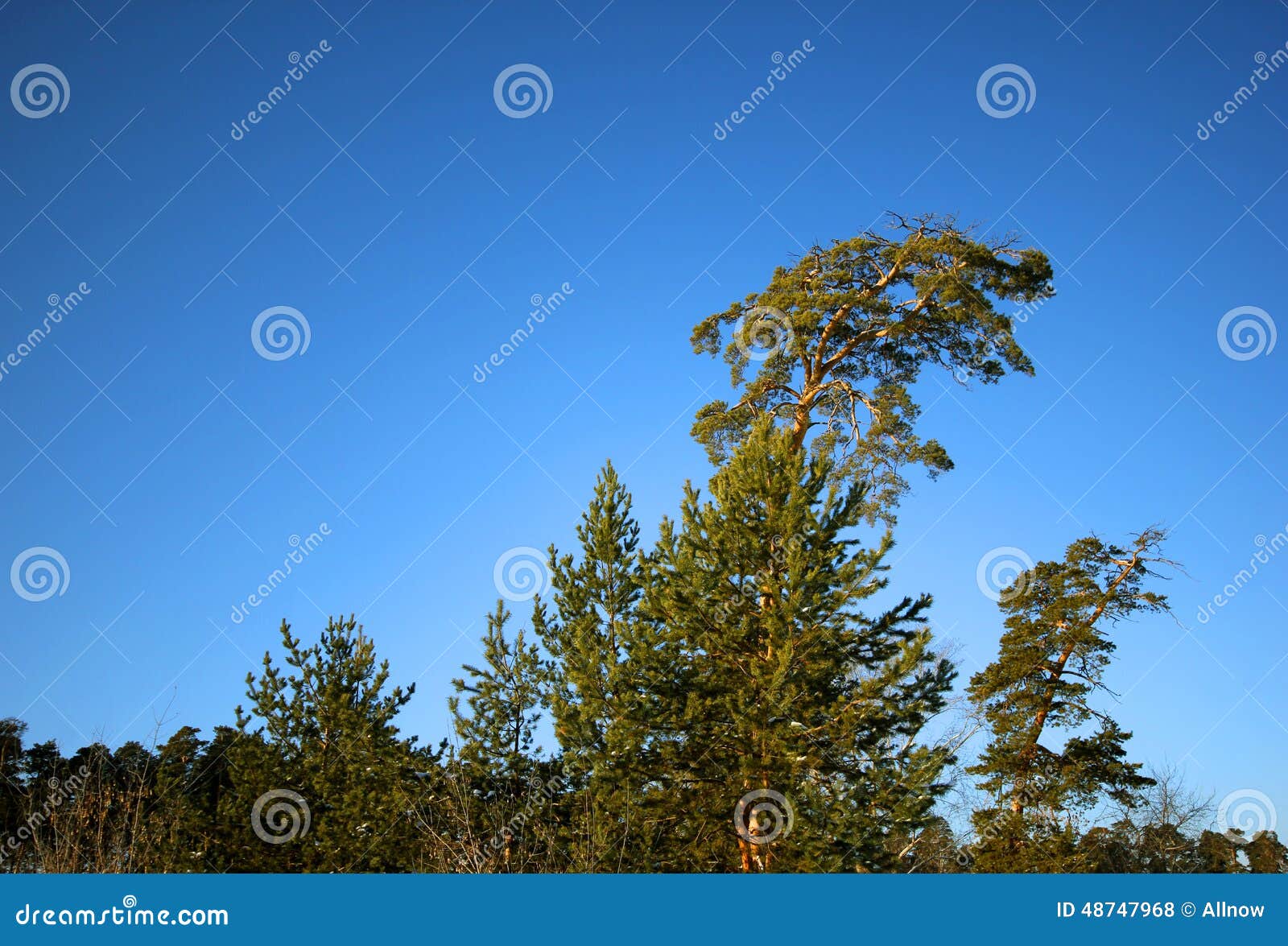 Lonely Pine in the Siberian Taiga Stock Photo - Image of winter, leaf ...