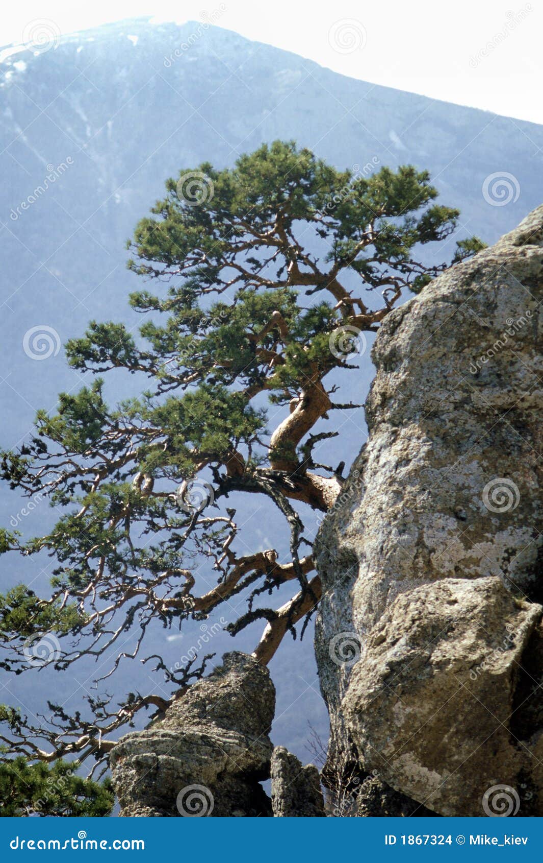 Lonely pine tree stock photo. Image of beaten, bluff, forest - 1867324