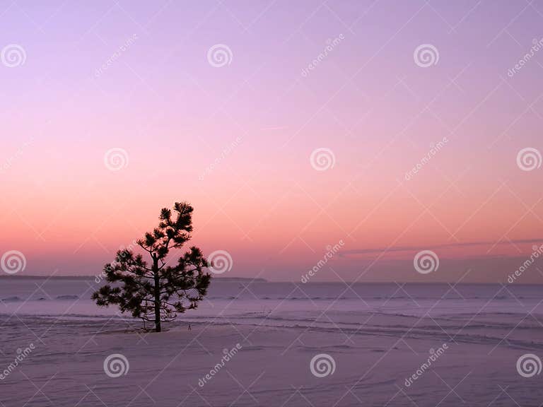 Lonely pine tree stock photo. Image of serene, cold, lone - 579790