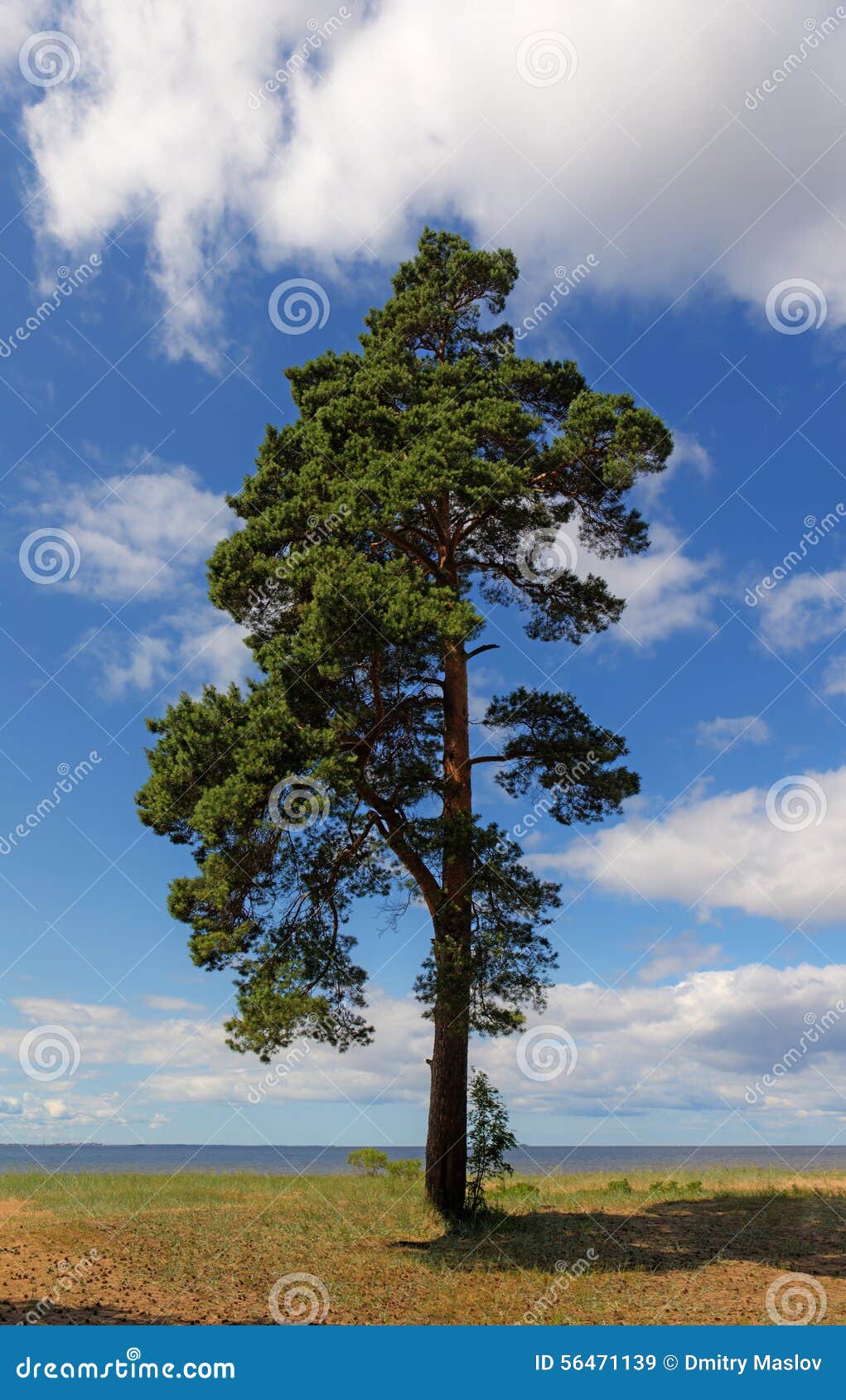 Lonely pine tree stock image. Image of pine, color, solitude - 56471139