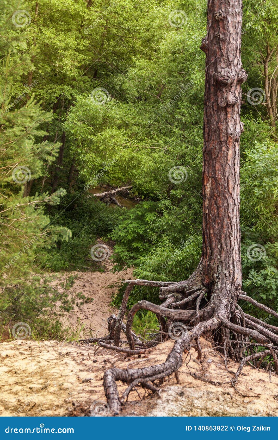 A Lonely Pine Tree with Beautiful Horses Stands on a Cliff on the ...