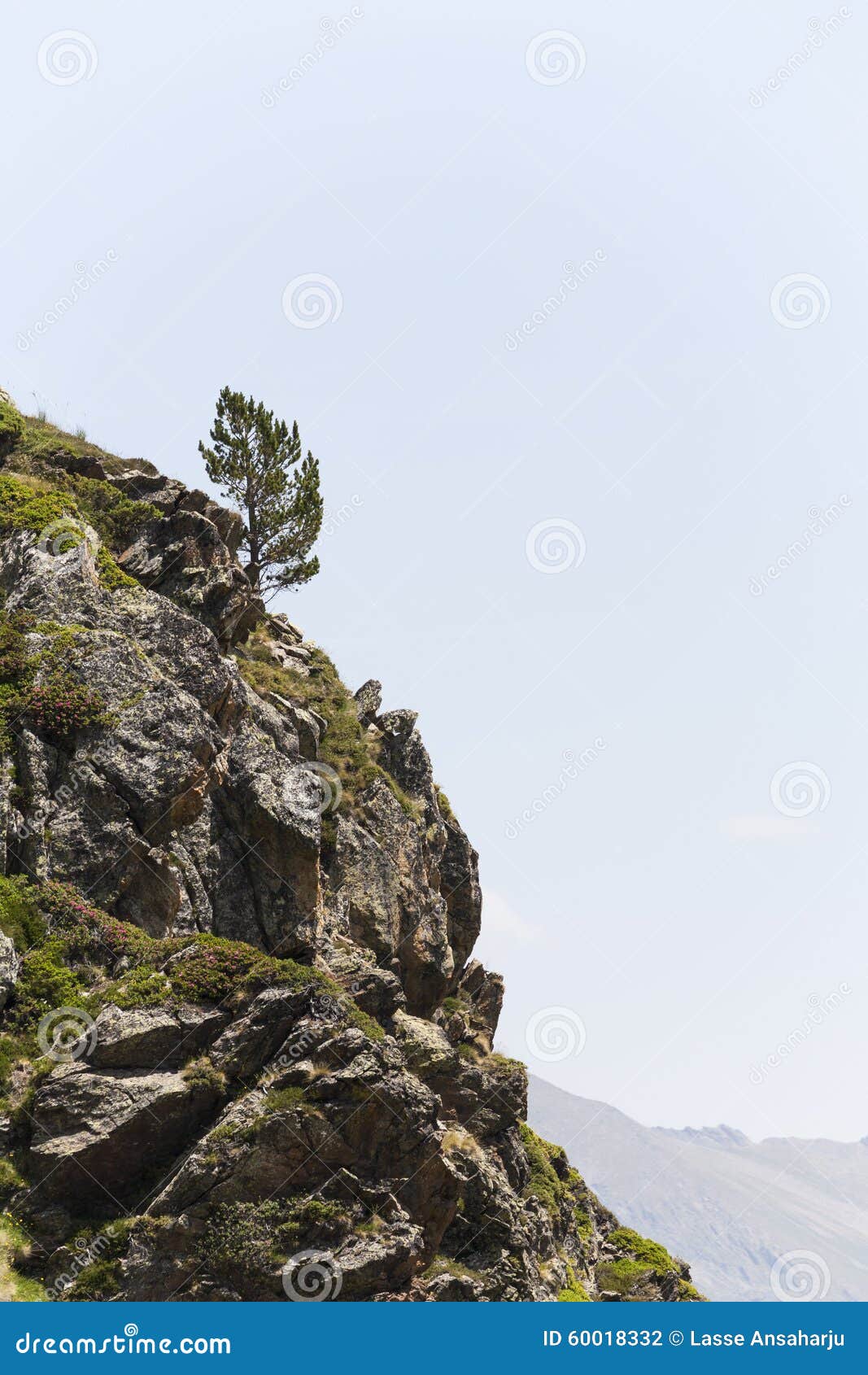 Lonely Pine Tree stock photo. Image of tree, green, cliff - 60018332
