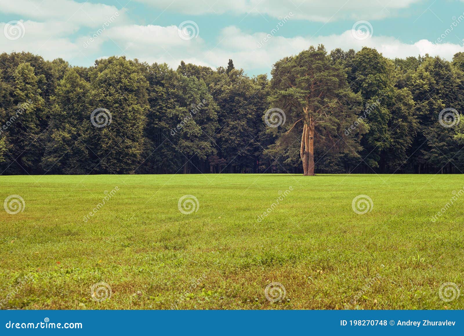 Lonely Pine Tree in the Field on the Background of the Forest, Copy ...
