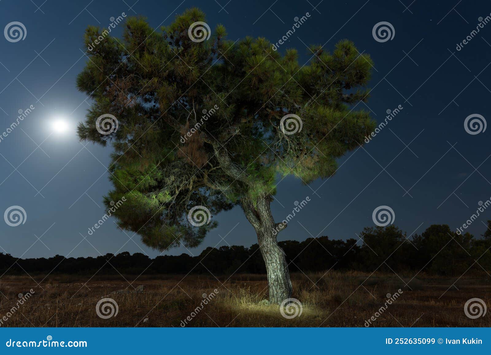 A Lonely Pine Tree in a Field at Night Under the Stars, Illuminated by ...