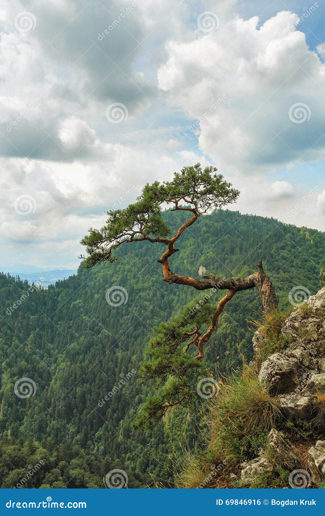 Lonely Pine Tree in the Mountain Stock Photo - Image of europe ...