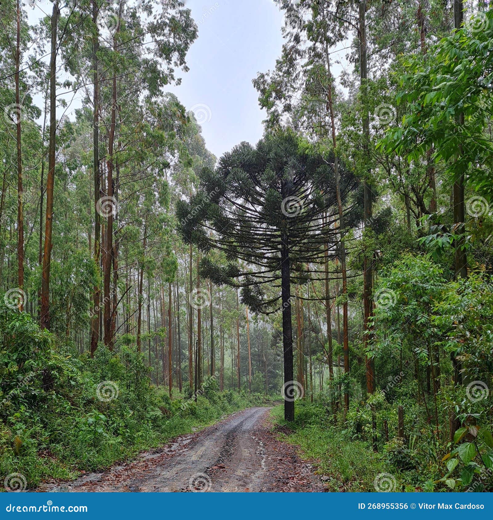 A Lonely Pine Tree on the Path Stock Photo - Image of lonely, journey ...