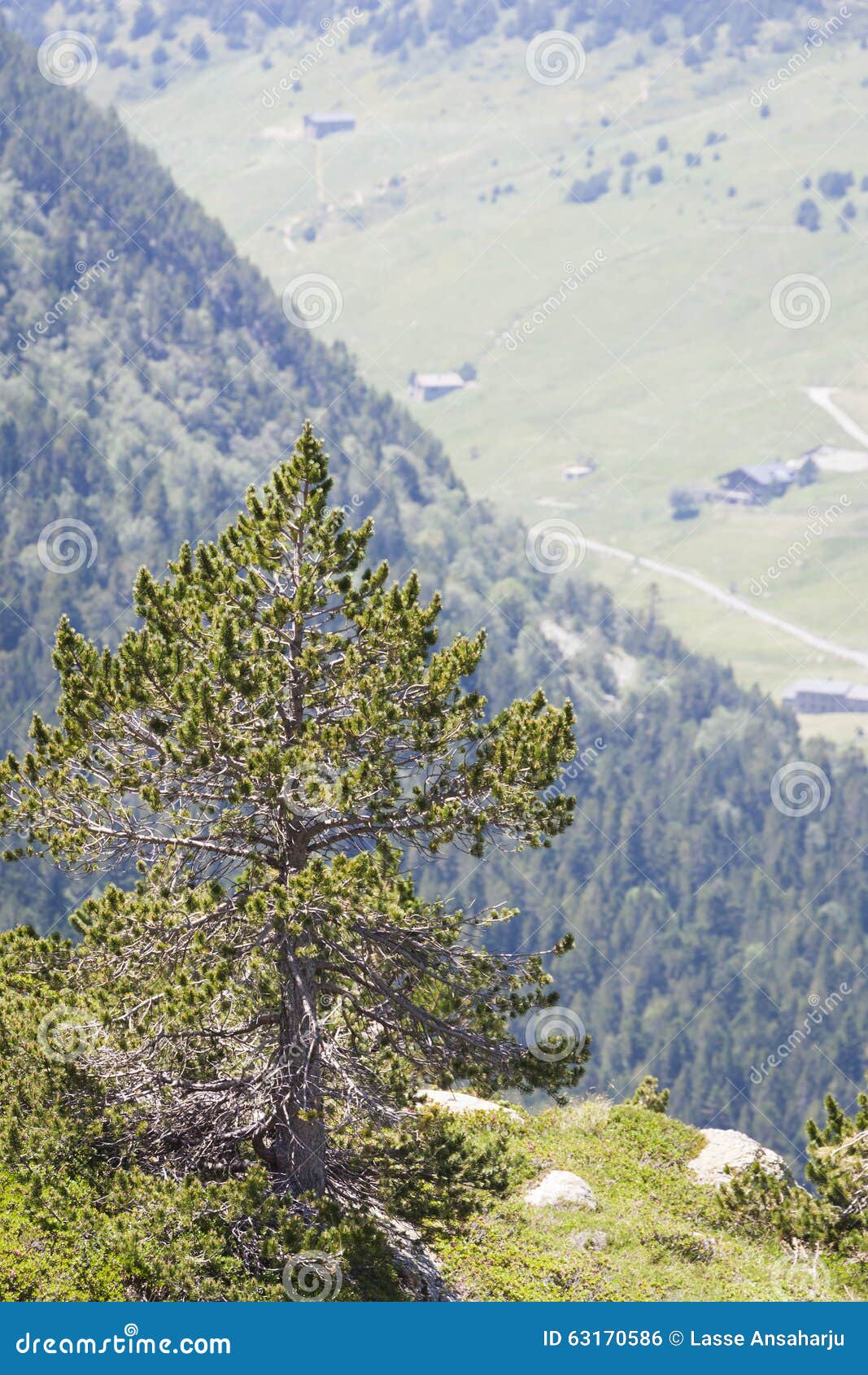 Lonely Pine Tree stock photo. Image of tree, pine, canillo - 63170586
