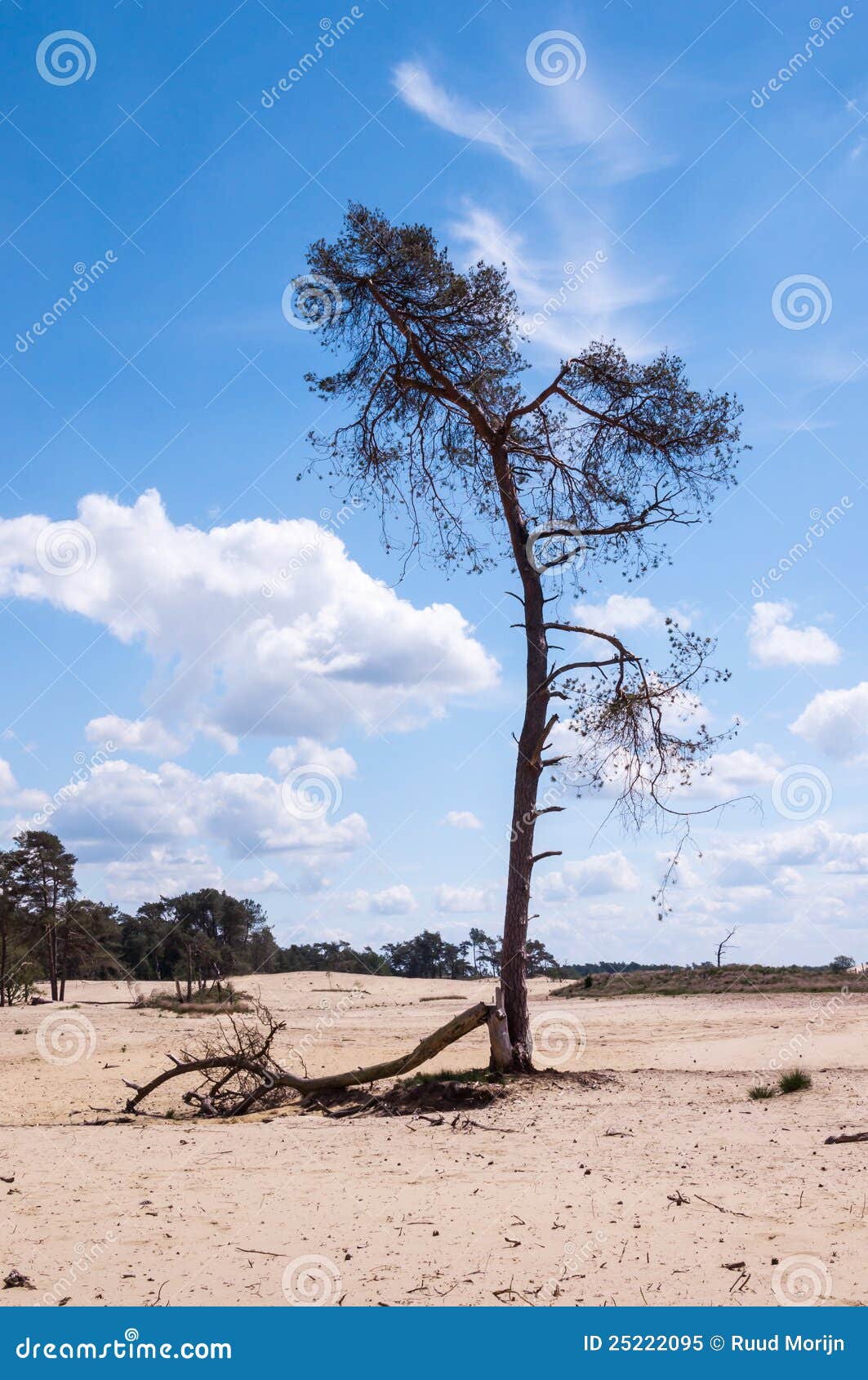 Lonely Pine Tree in the Sand Stock Image - Image of expedition, branch ...