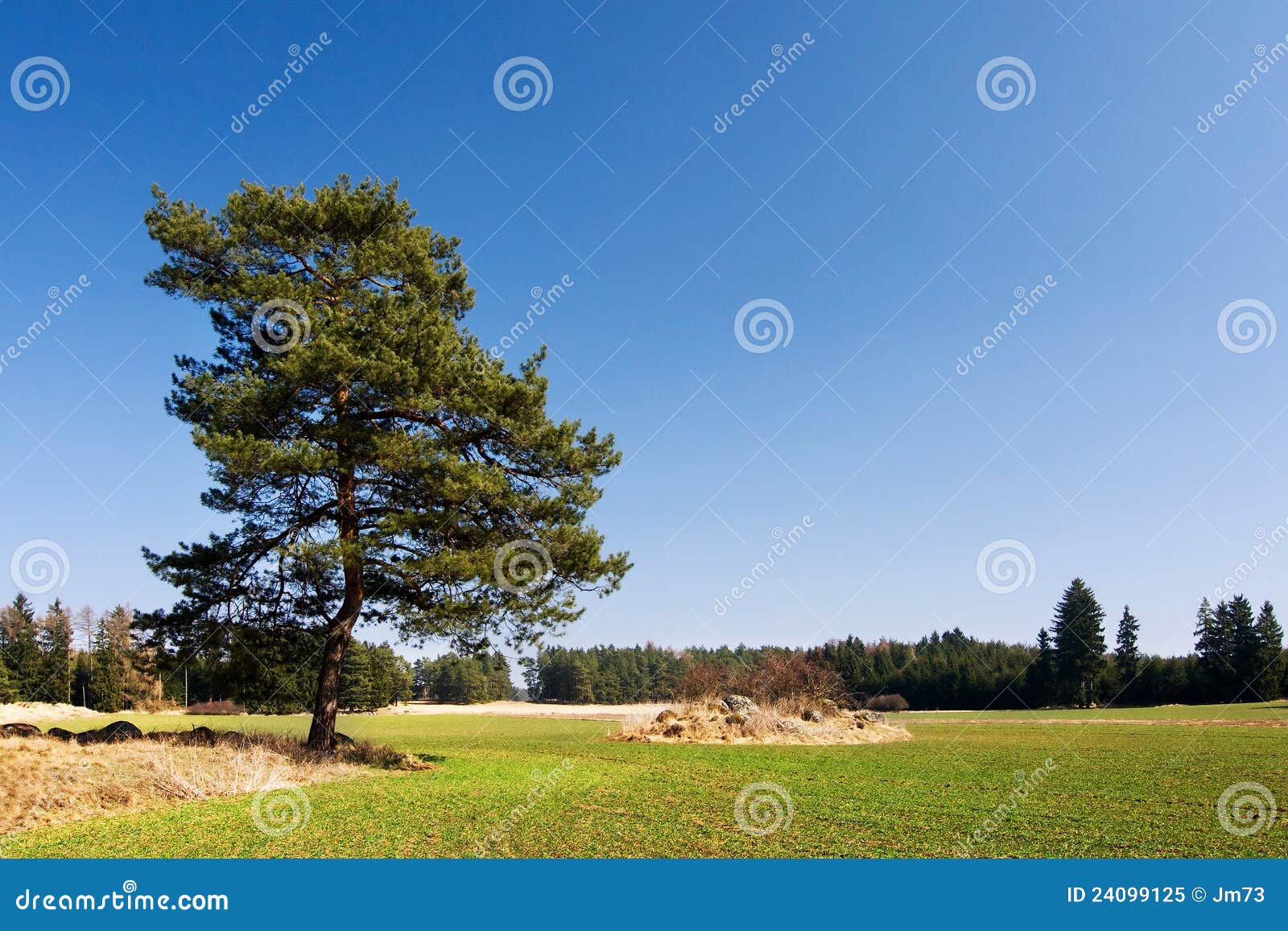 Lonely Pine Tree in Spring Landscape Stock Image - Image of nature ...