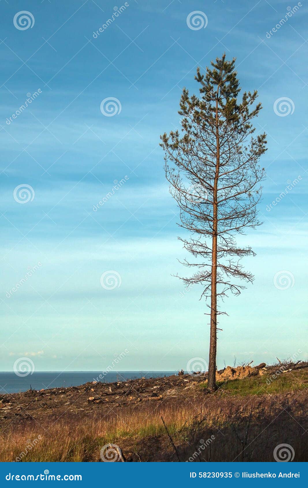 The Lonely Pine Tree Survived after the Strongest Forest Fire Stock ...