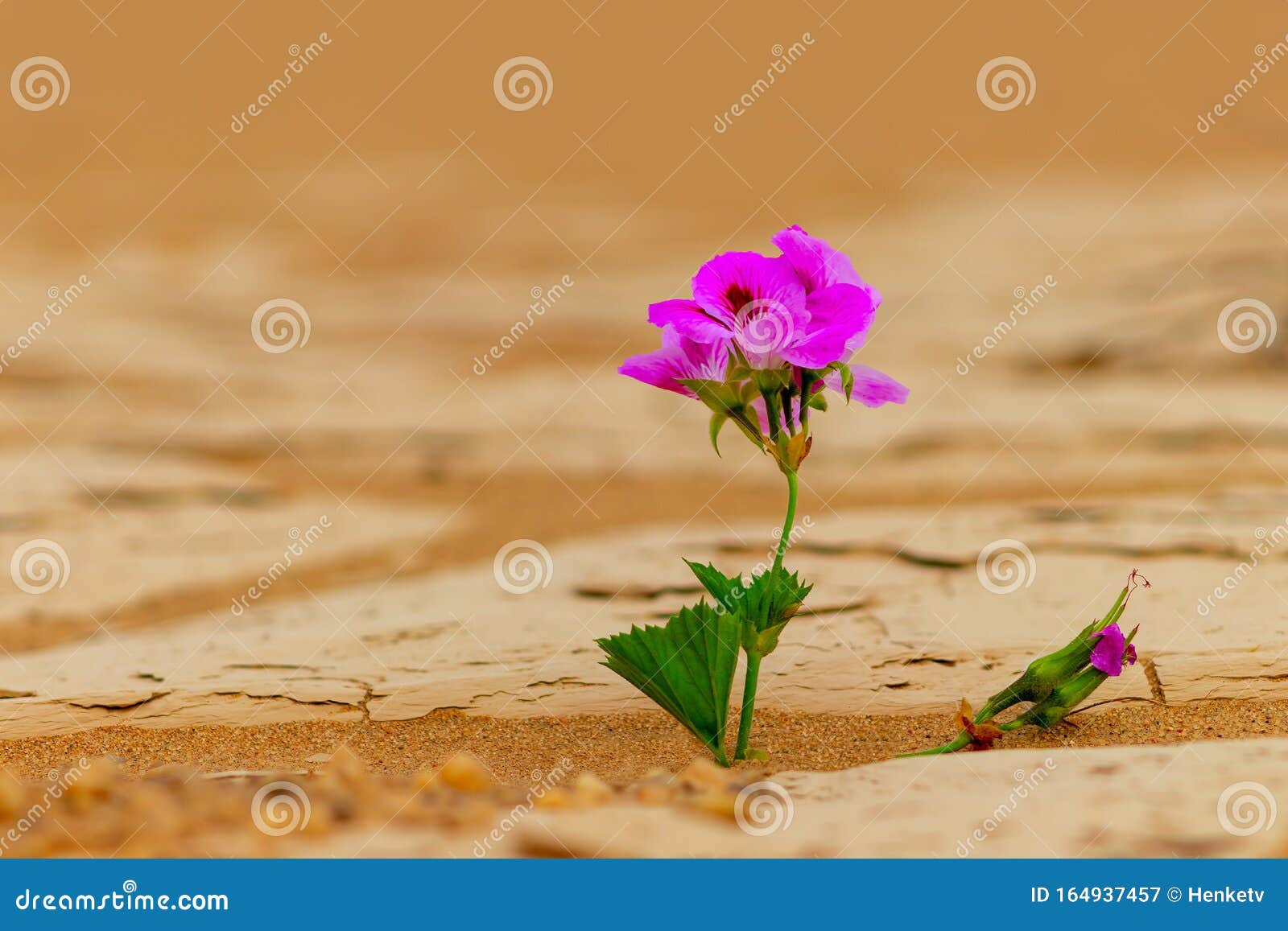 A Lonely Flower in the Middle of the Golden Desert Stock Image - Image ...