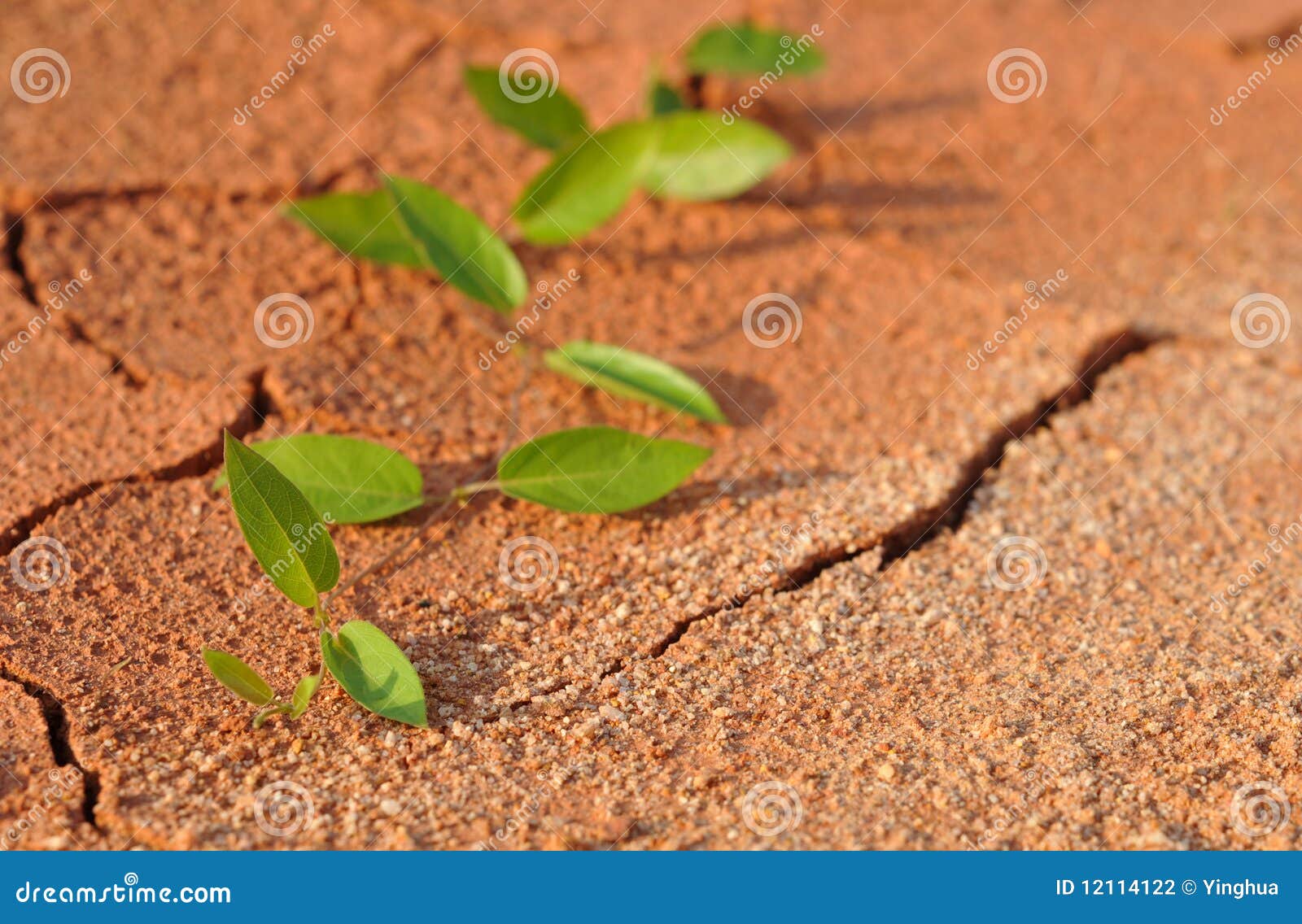 Lonely plant stock photo. Image of brown, earth, environment - 12114122