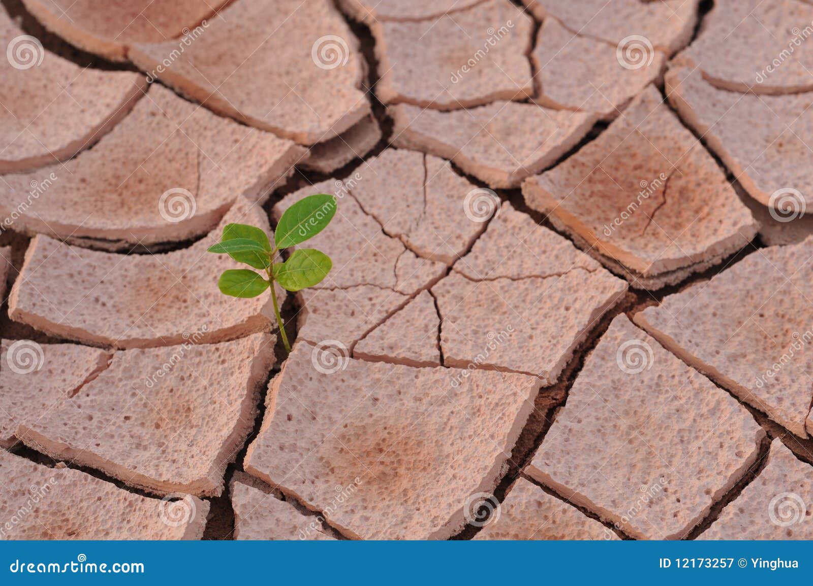 Lonely plant stock image. Image of plant, outdoors, climate - 12173257