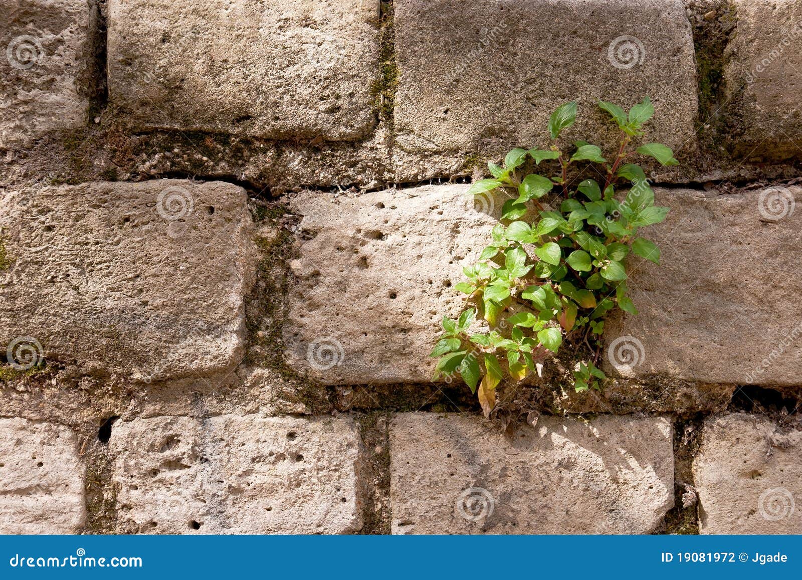 Lonely plant stock photo. Image of aged, natural, growth - 19081972