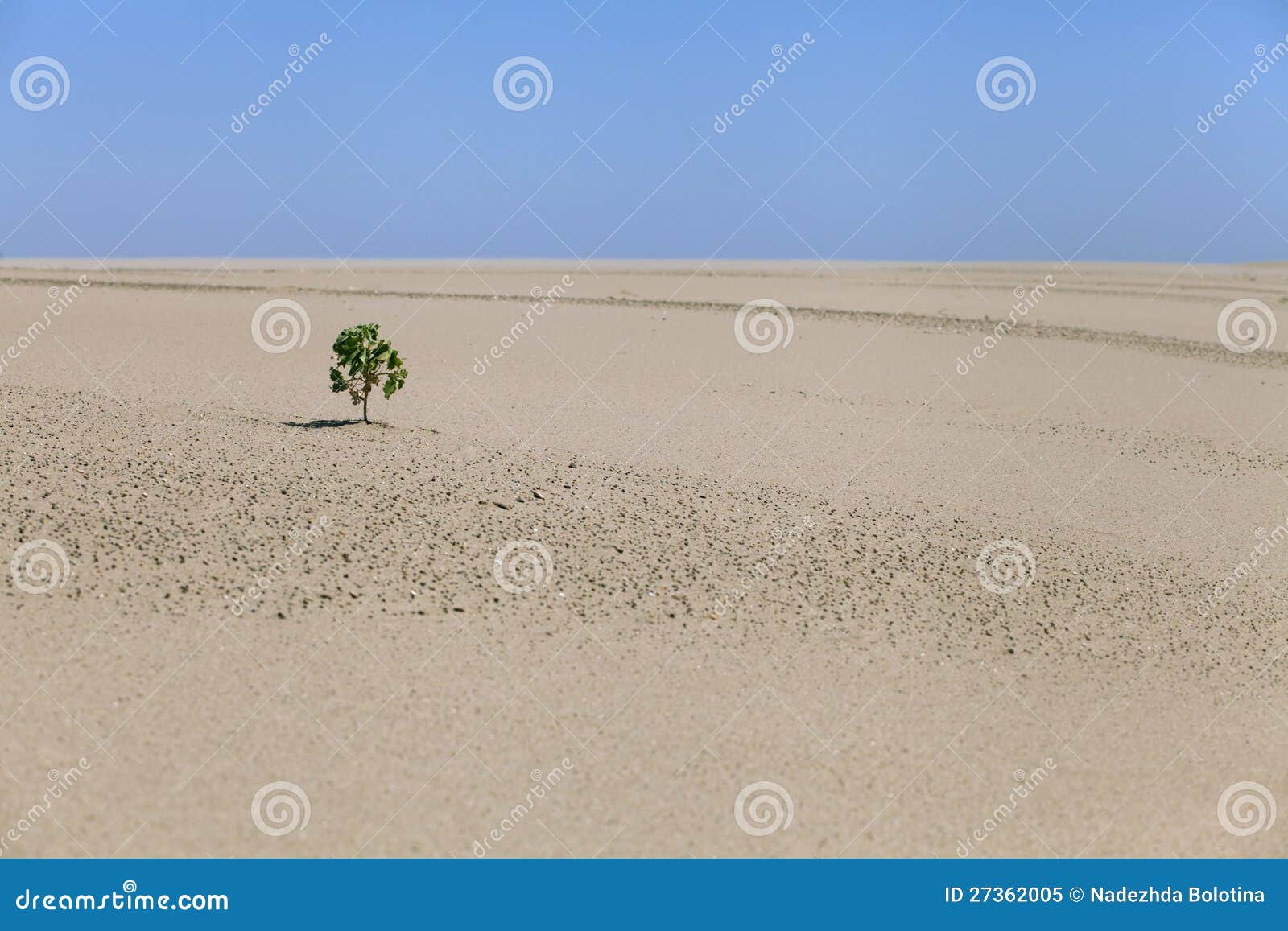 Lonely plant in the desert stock image. Image of landscape - 27362005