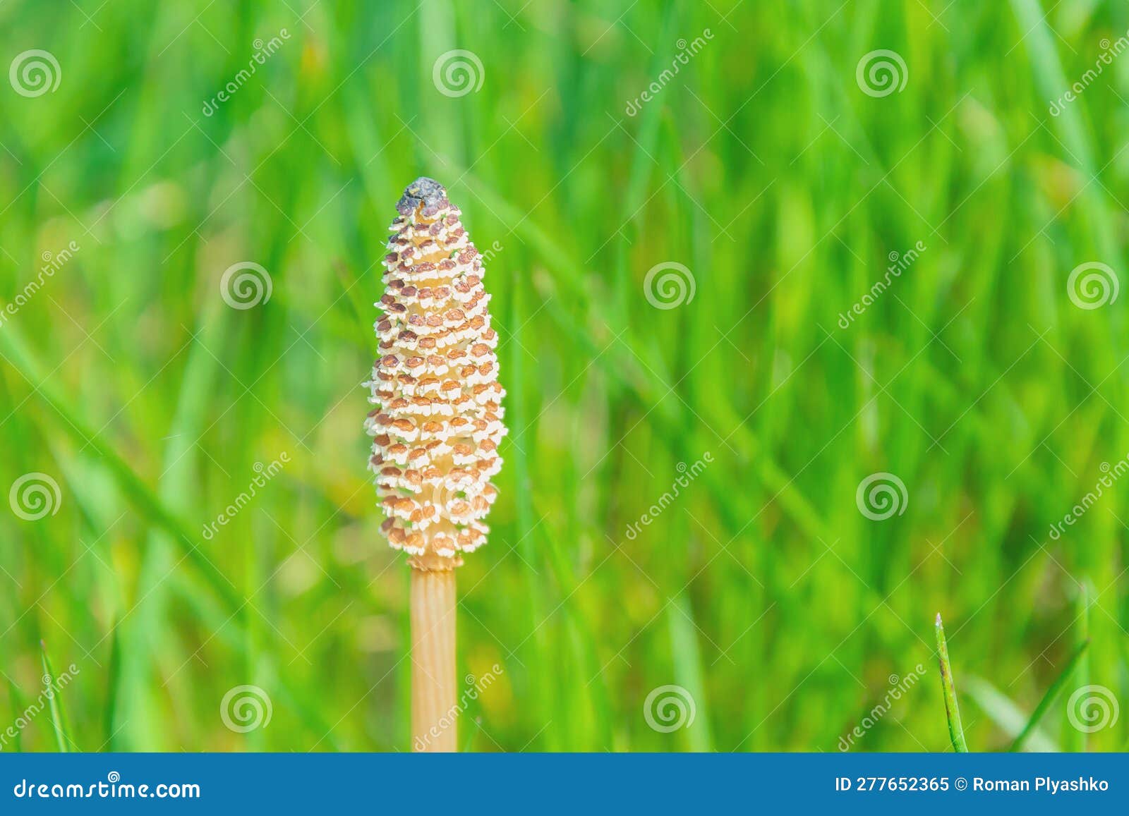 Lonely Plant in the Field. Plant in Green Grass Stock Image - Image of ...