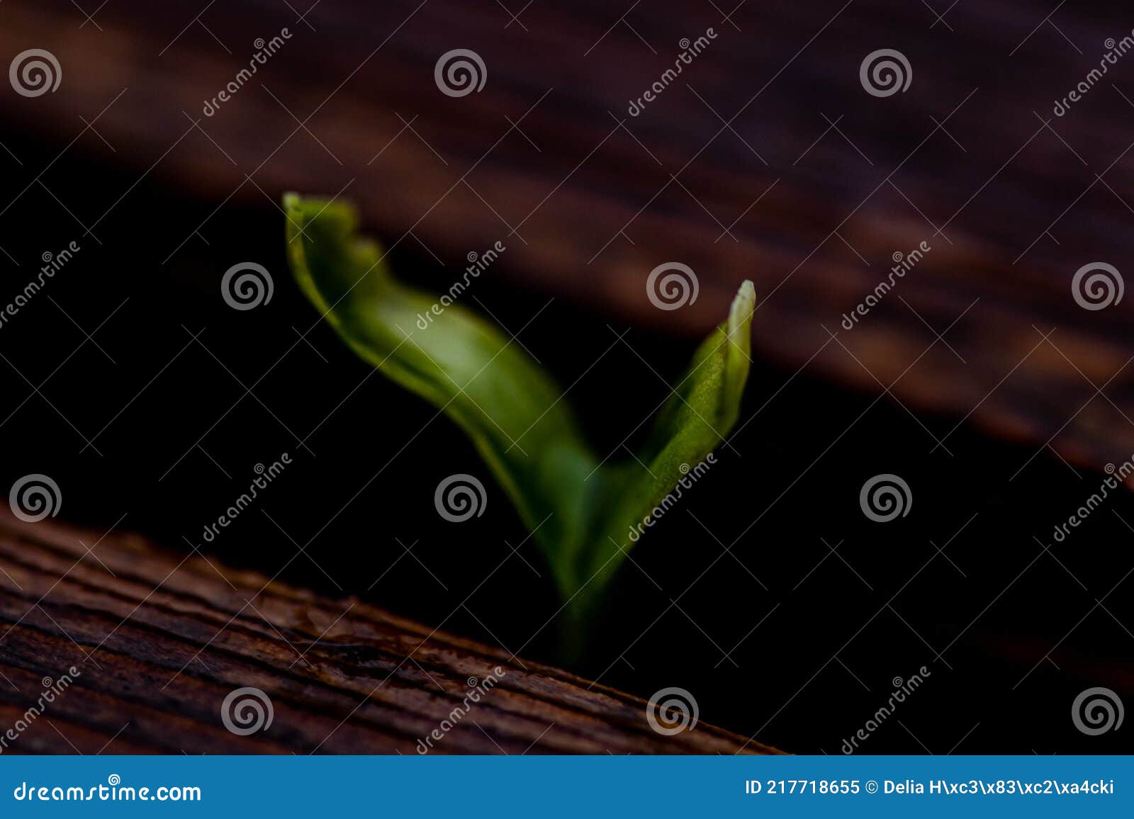 Lonely Plant Growing in Wood Stock Image - Image of alone, growing ...