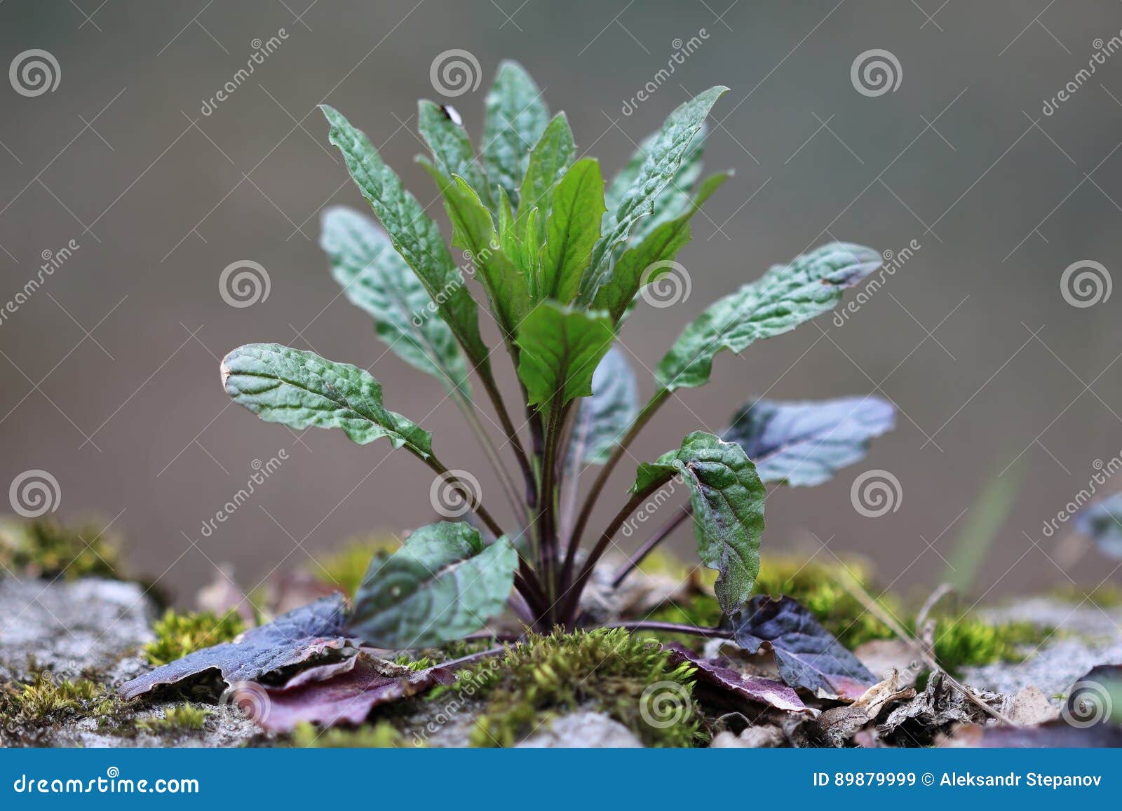 Lonely plant on the rocks stock image. Image of sprout - 89879999