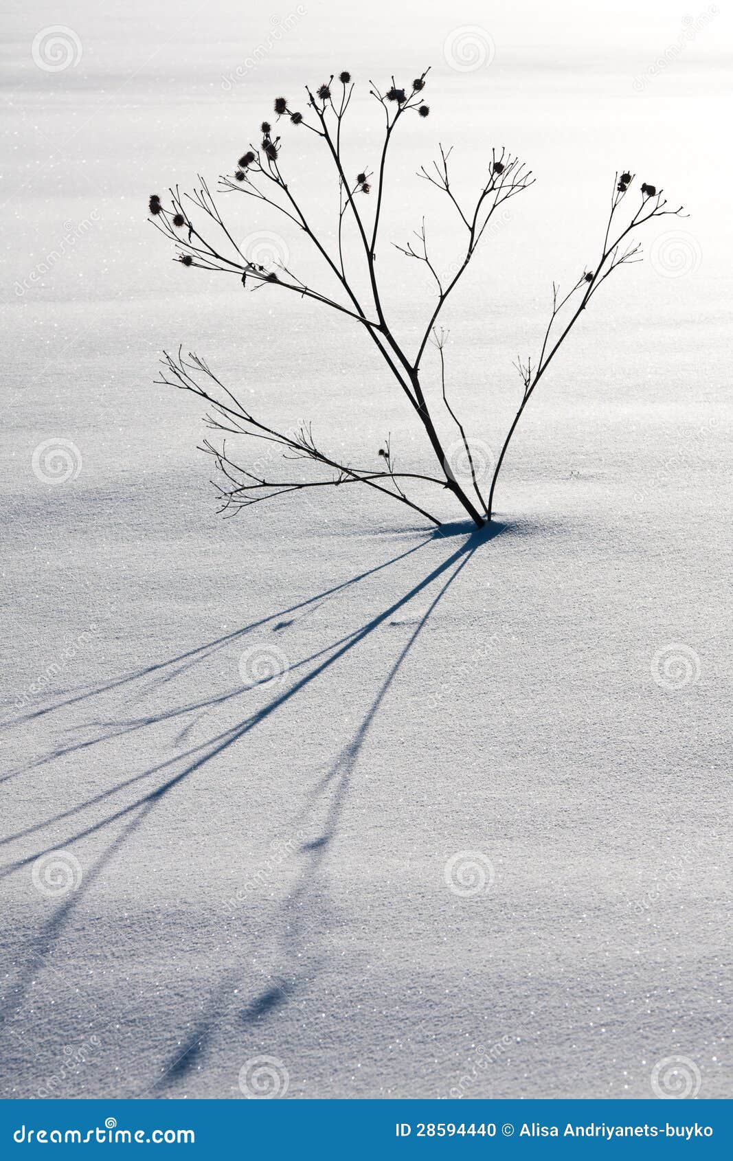 Lonely plant in the snow stock photo. Image of object - 28594440