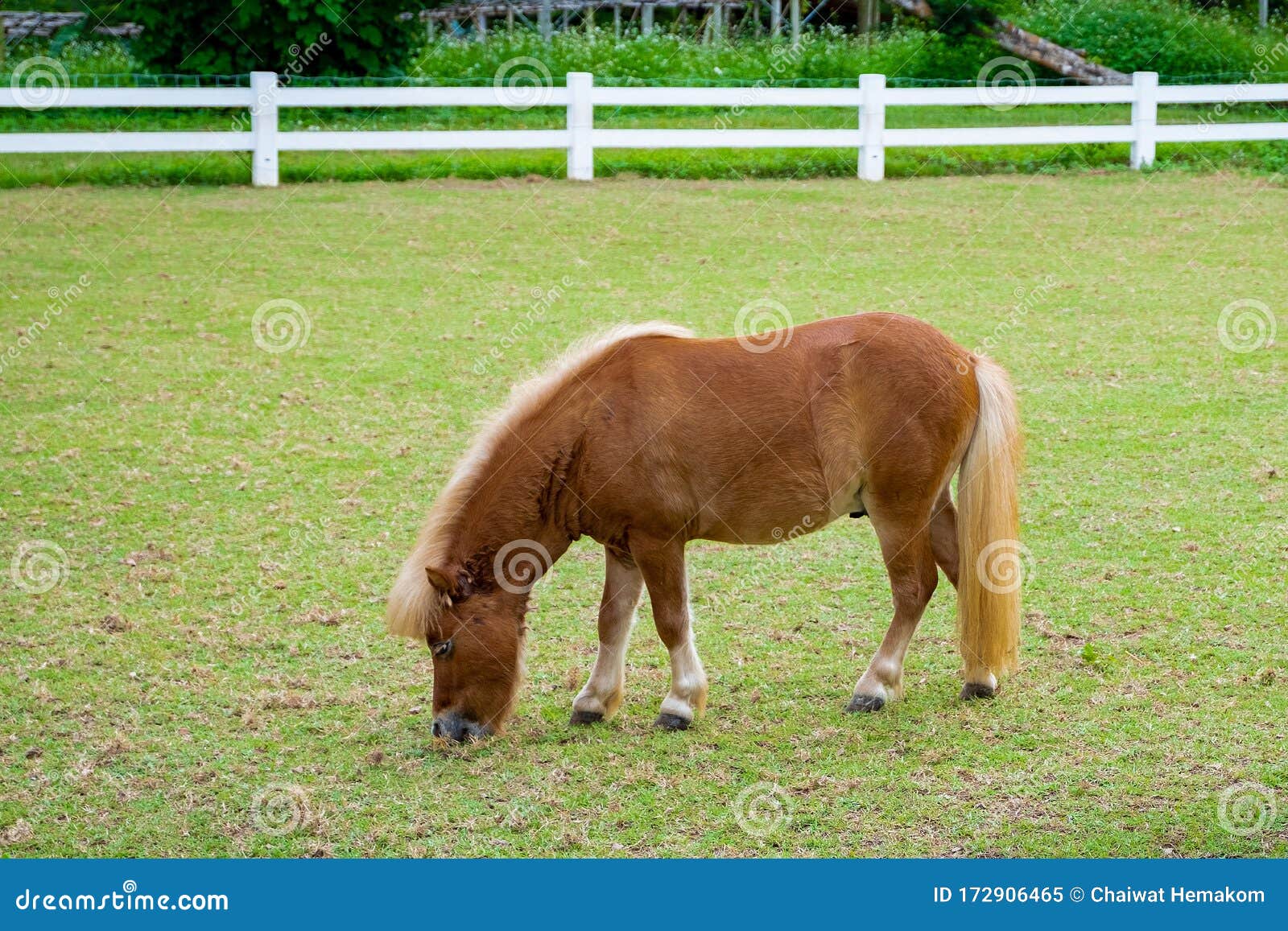 Lonely Pony in the Meadow. a Pony that Was Born in Thailand Stock Image ...