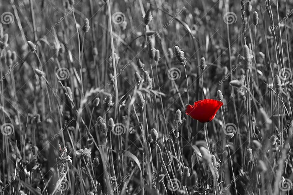 Lonely poppy stock image. Image of meditation, fields - 71576595