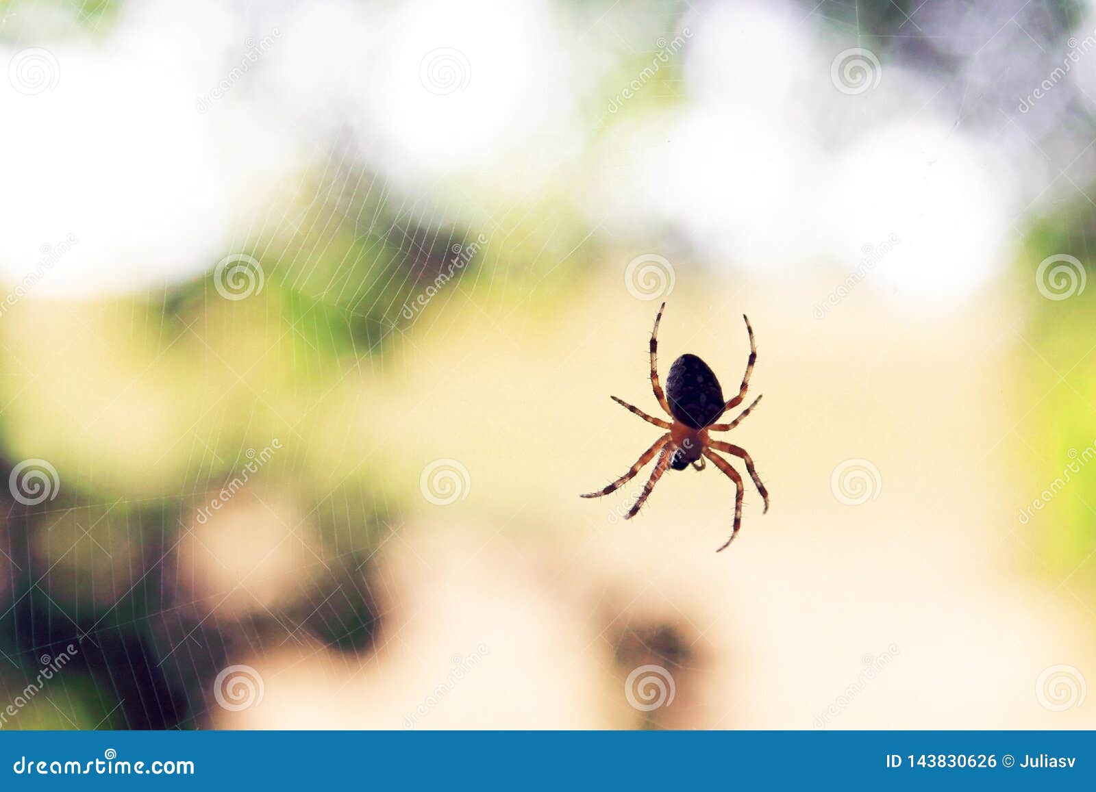 Lonely Predatory Spider on Real Web Stock Photo - Image of fear, cross ...