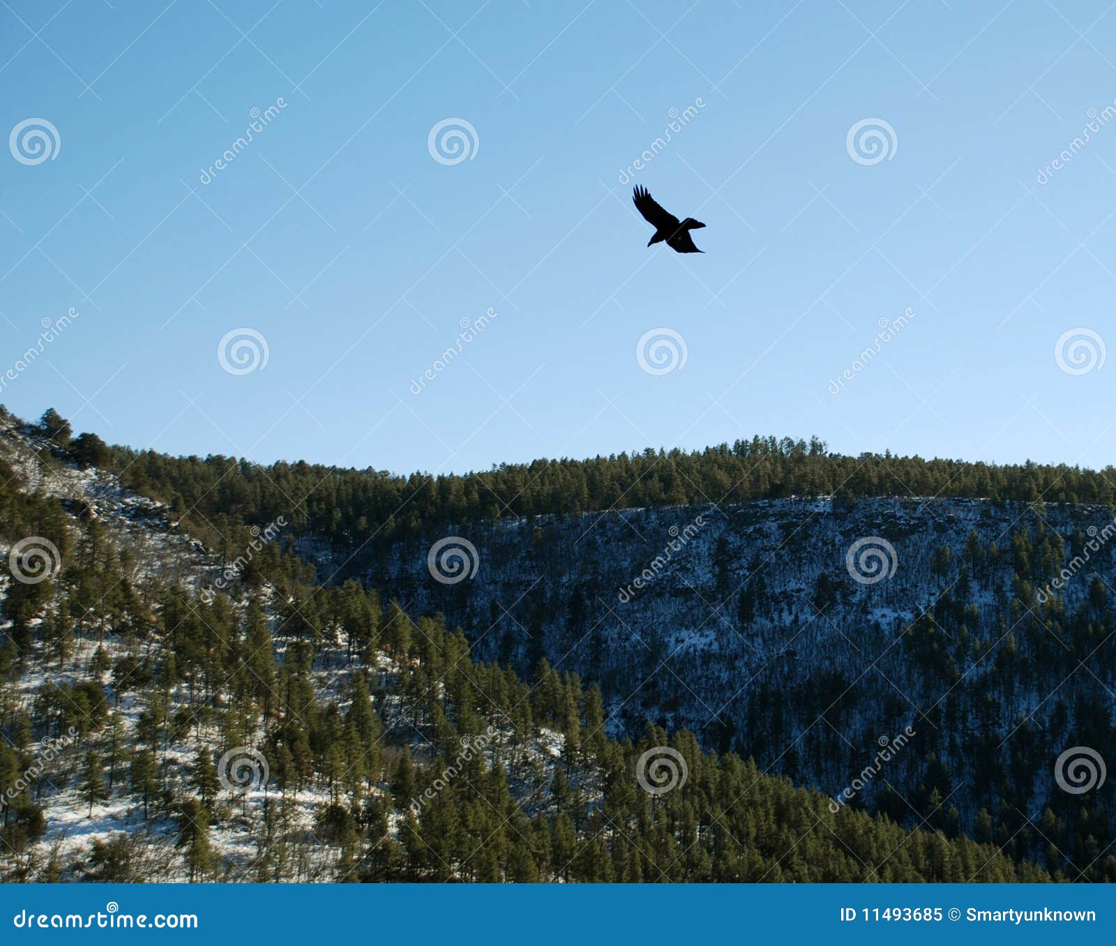 Lonely Raven in Winter Mountains Stock Image - Image of closeup ...