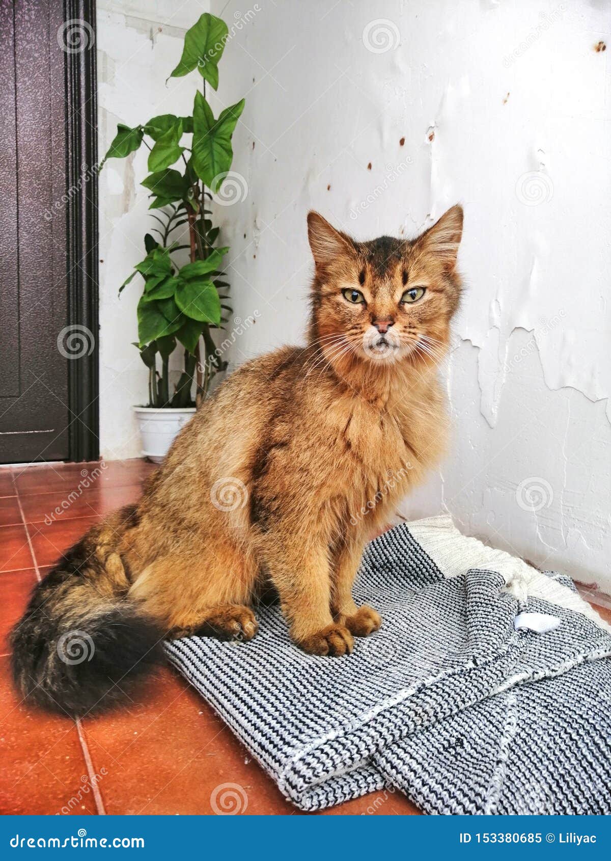 A Lonely Red Cat on the Threshold Stock Image - Image of eyes, home ...
