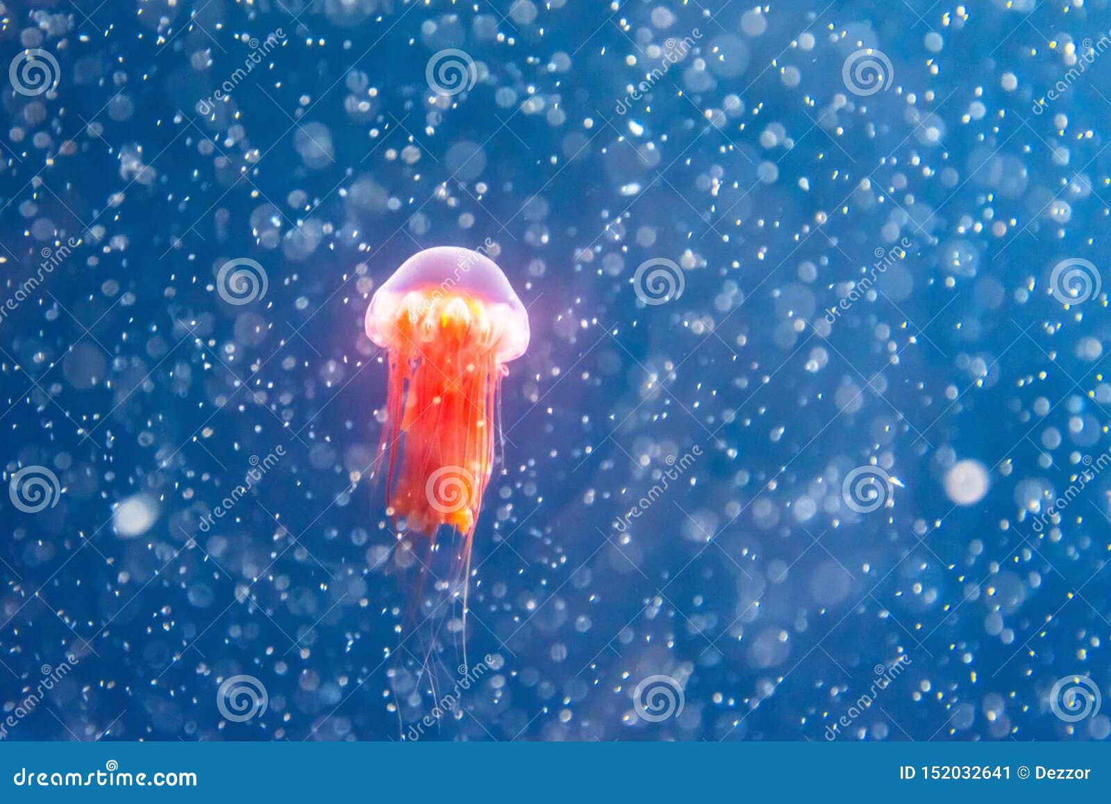 Lonely Red Jellyfish among Deep-sea Waters and Bubbles, Microcosm Stock ...