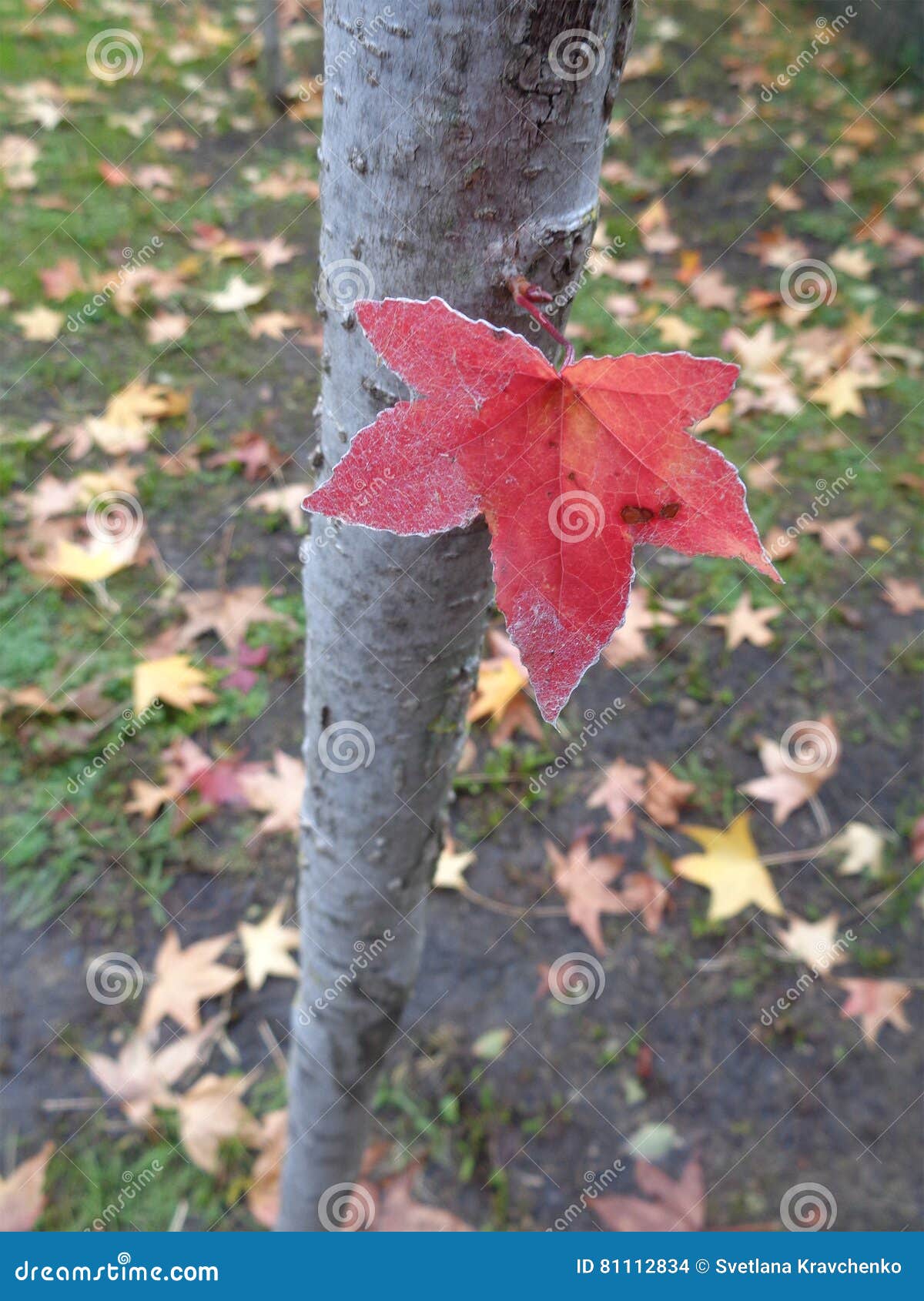 Lonely Red Leaf on the Tree Stock Photo - Image of fallen, nature: 81112834