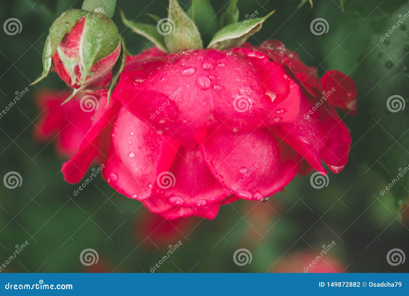 Lonely Red Rose with Raindrops among the Foliage Stock Photo - Image of ...