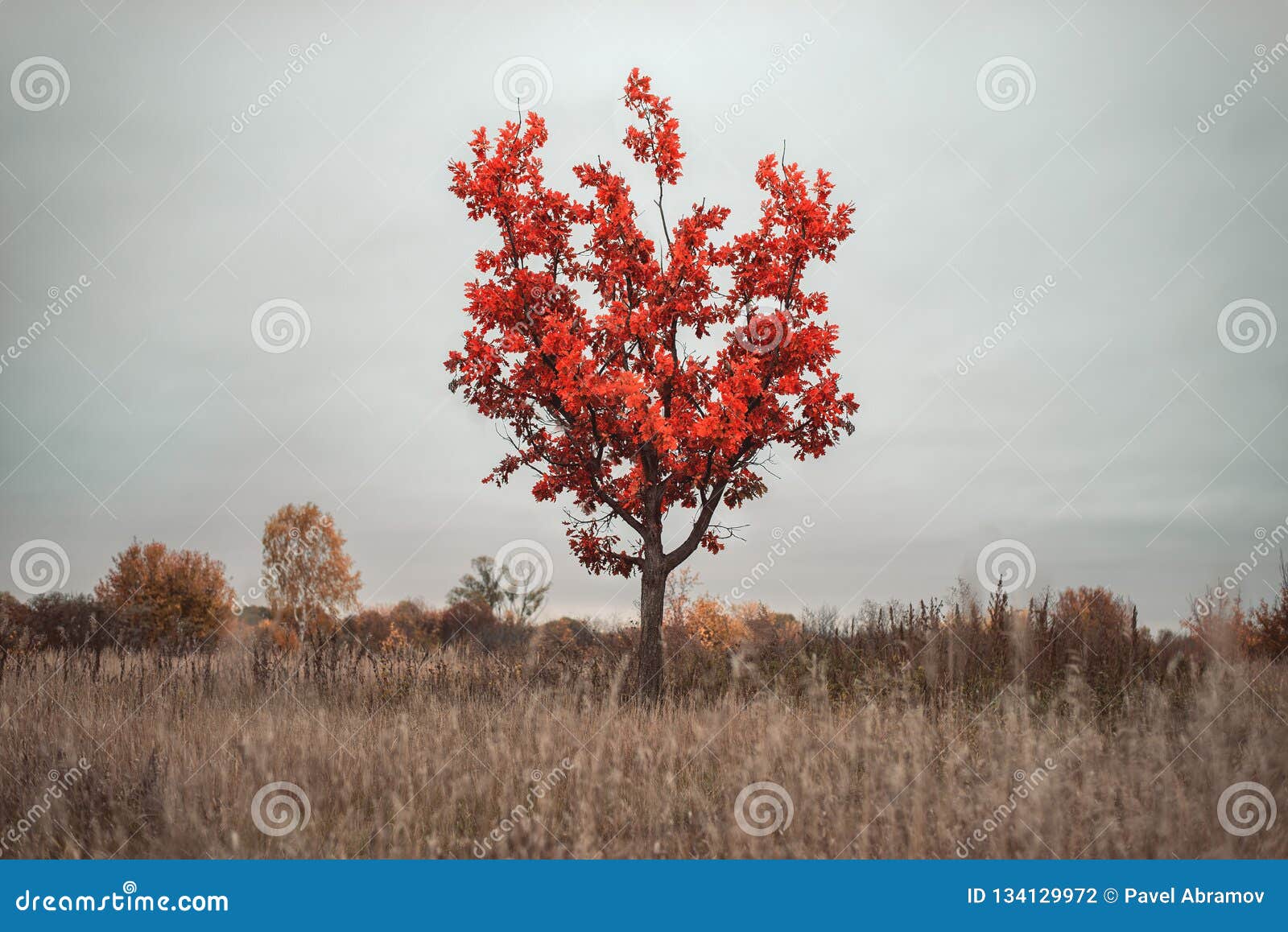 Lonely Red Tree Against a Cloudy Sky Stock Photo - Image of black ...