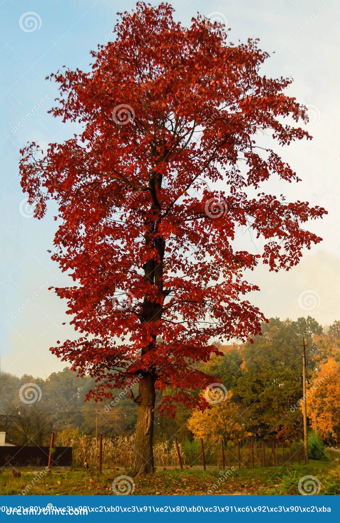 Lonely red tree stock image. Image of colors, green, plants - 45883029
