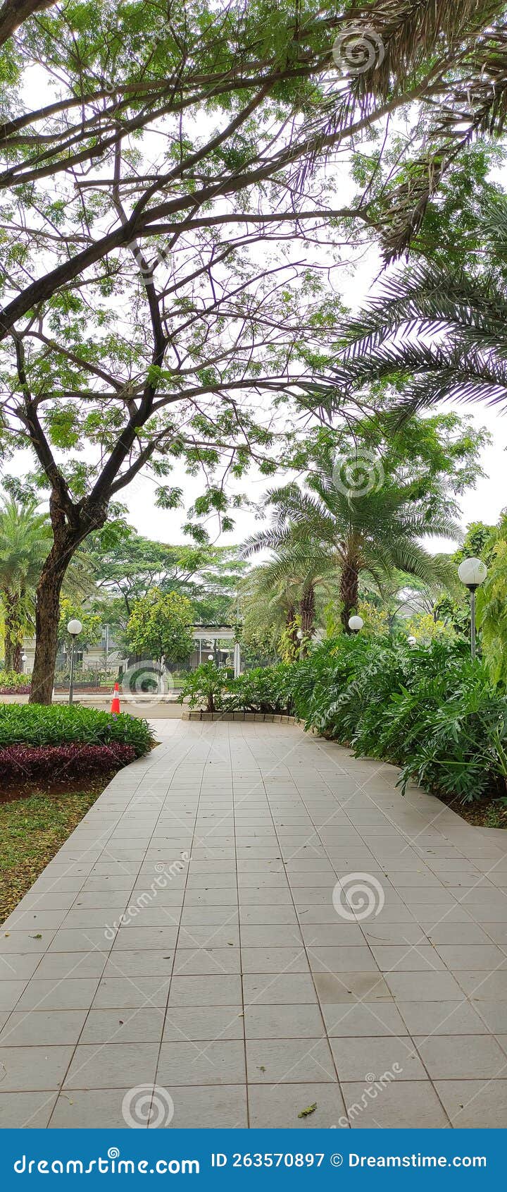 Lonely Road with Calming Trees Stock Image - Image of calming, trees ...