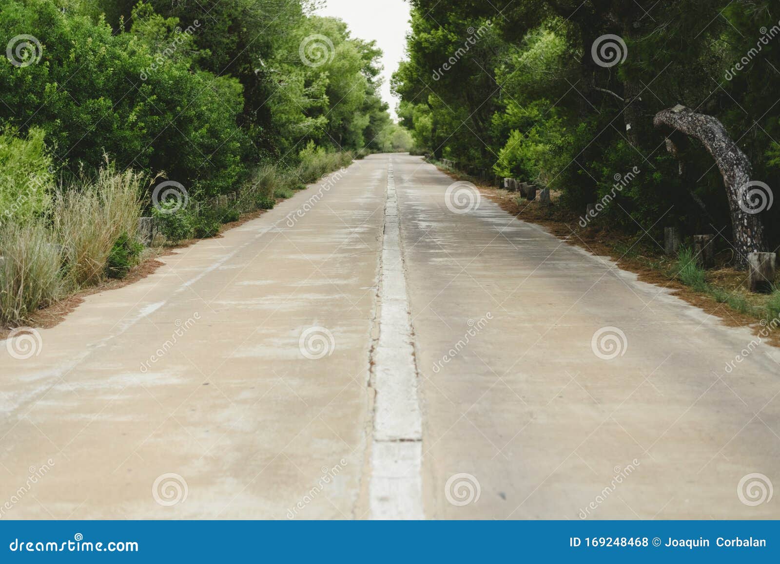 Lonely Road in Poor Condition among Trees Stock Photo - Image of ...