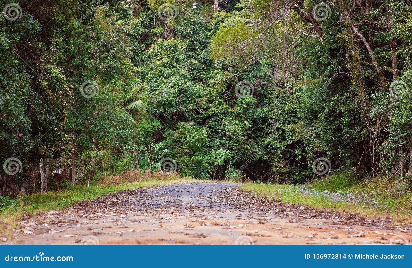 Road into Australian Tropical Rainforest Stock Photo - Image of ...